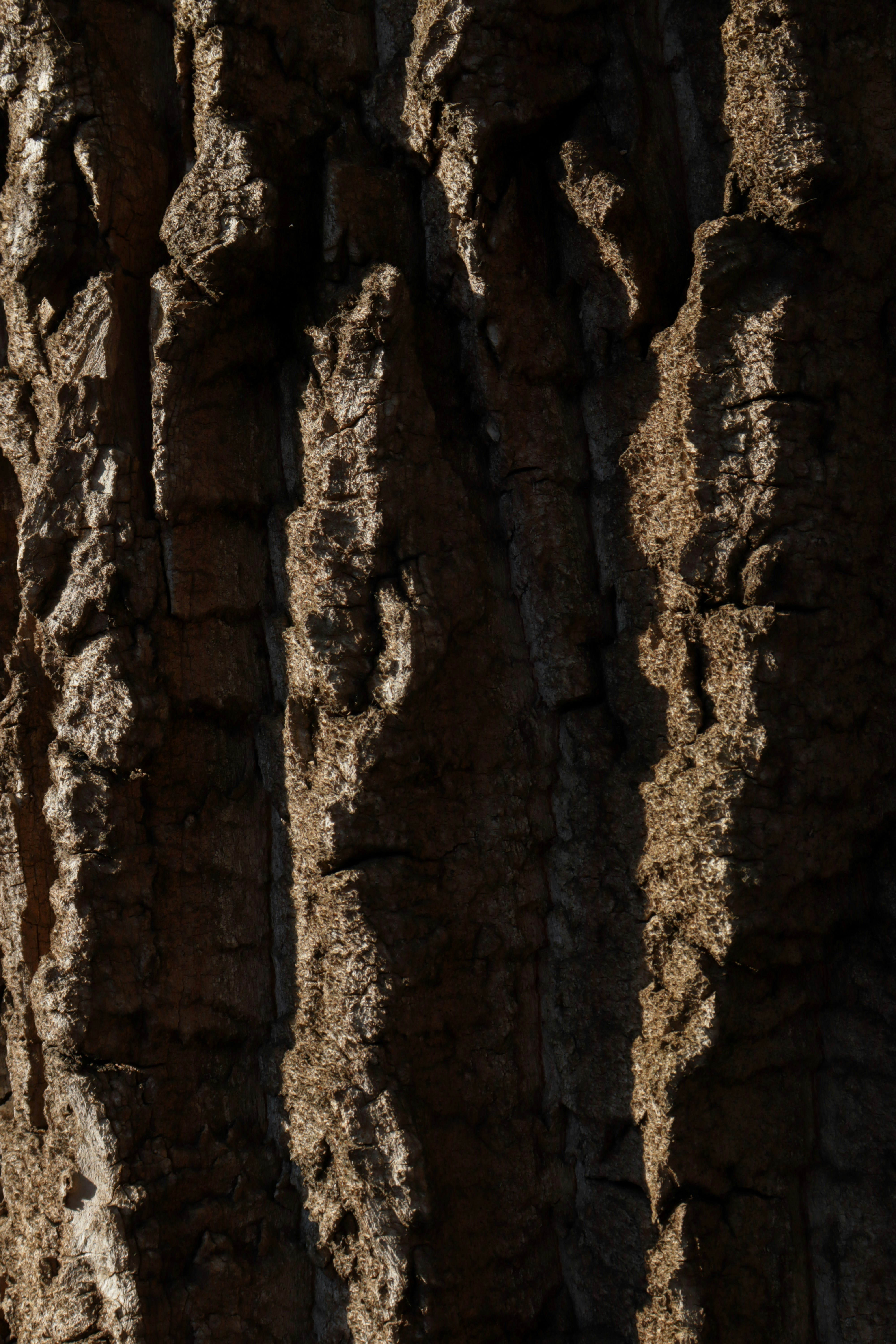 Close-up of rough tree bark texture