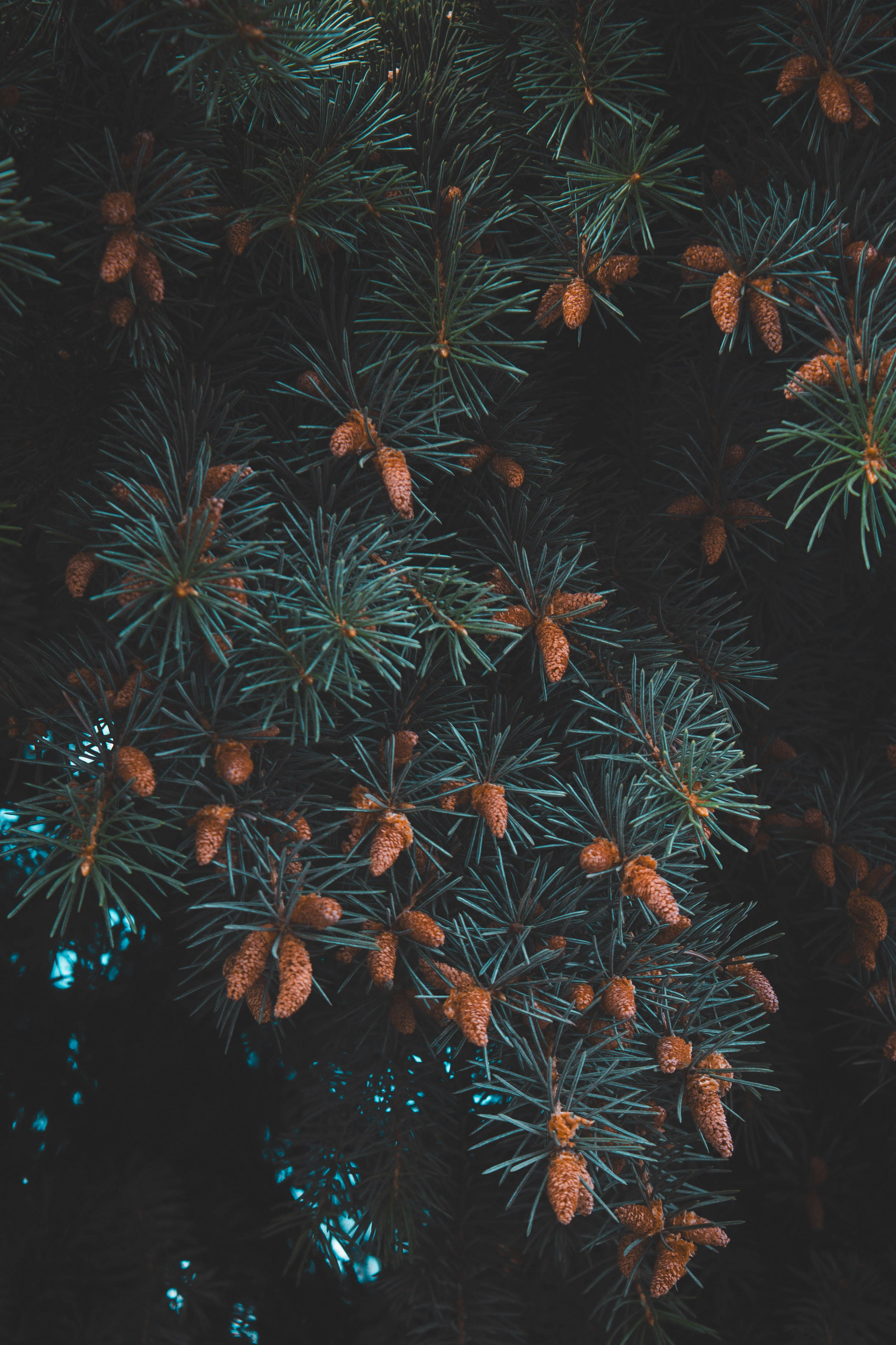Whispers of Nature: The Conifer's Embrace