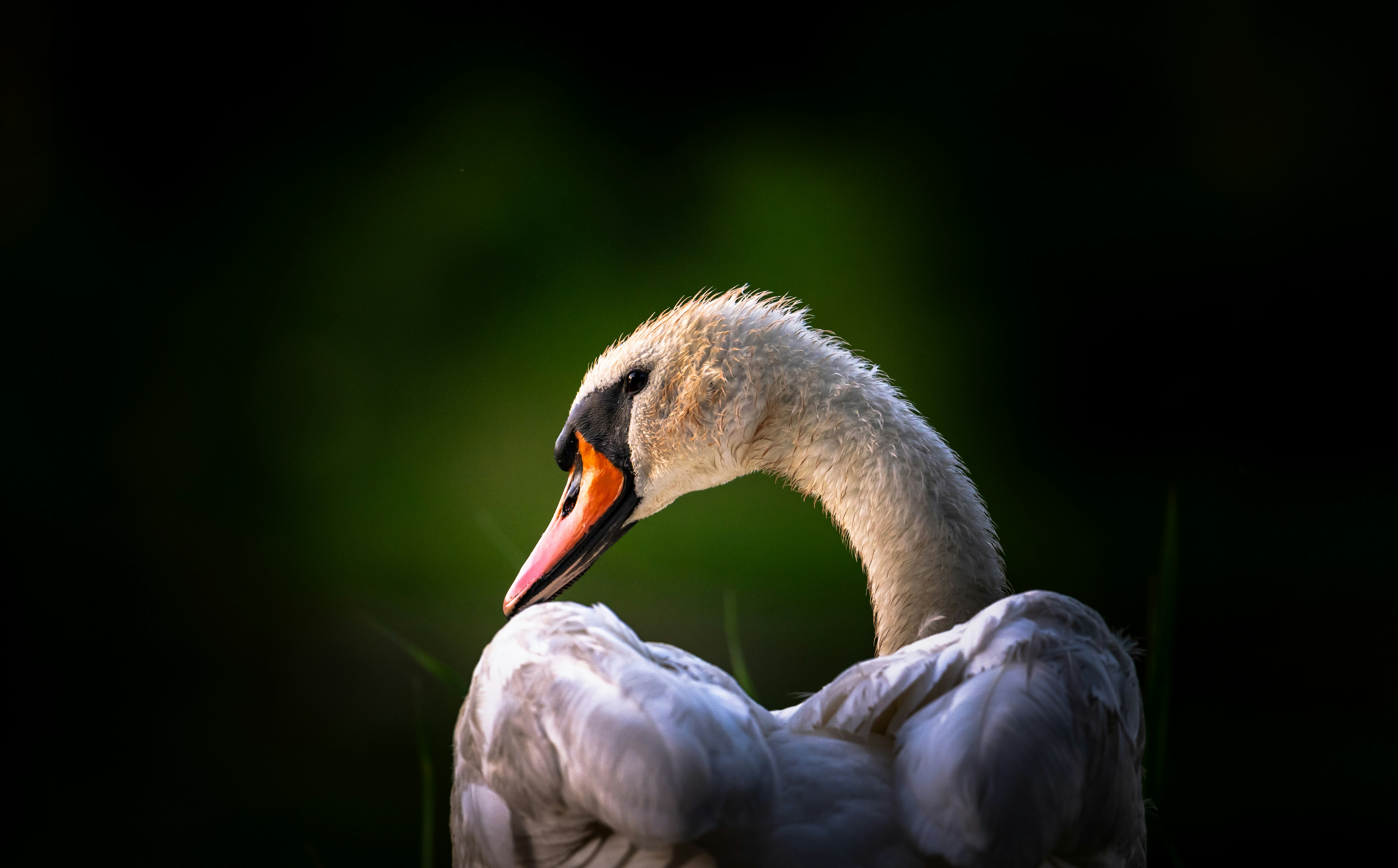 Elegance in Feathers: A Swan's Profile