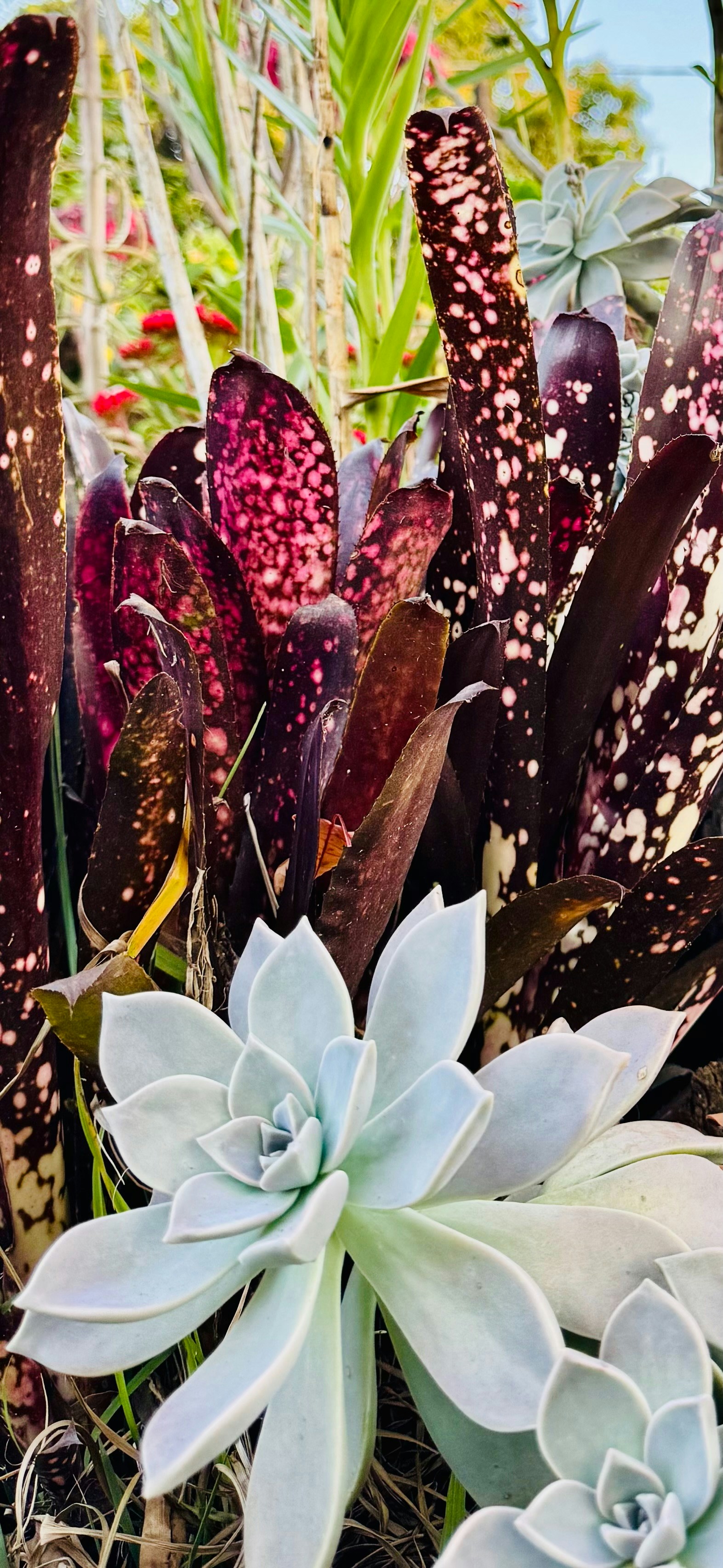 Luciana Franco (@lucianafranco) | Comunidade de fotos da Unsplash