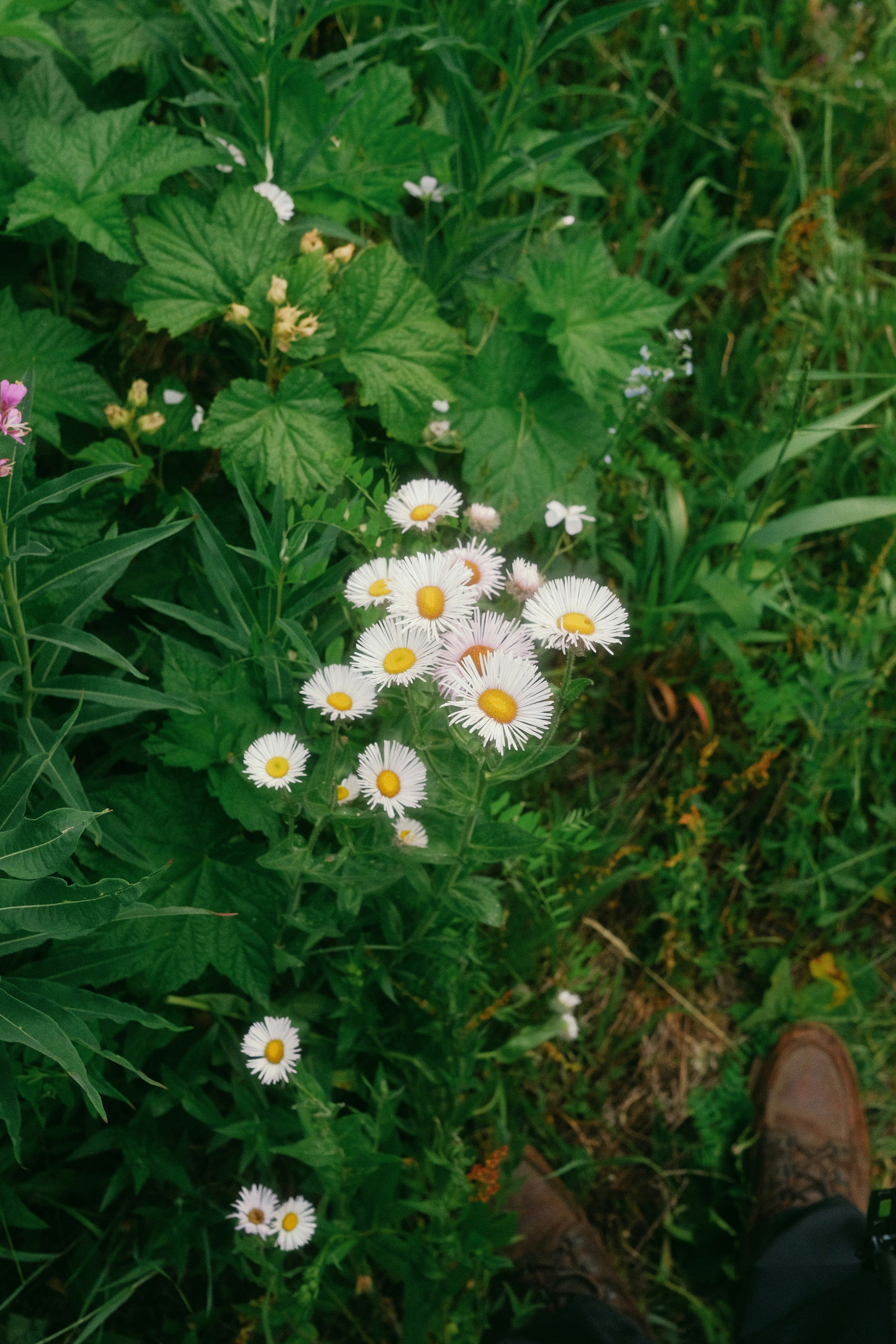 Wildflowers at the Edge: Daisy Cluster and Boots in a Meadow