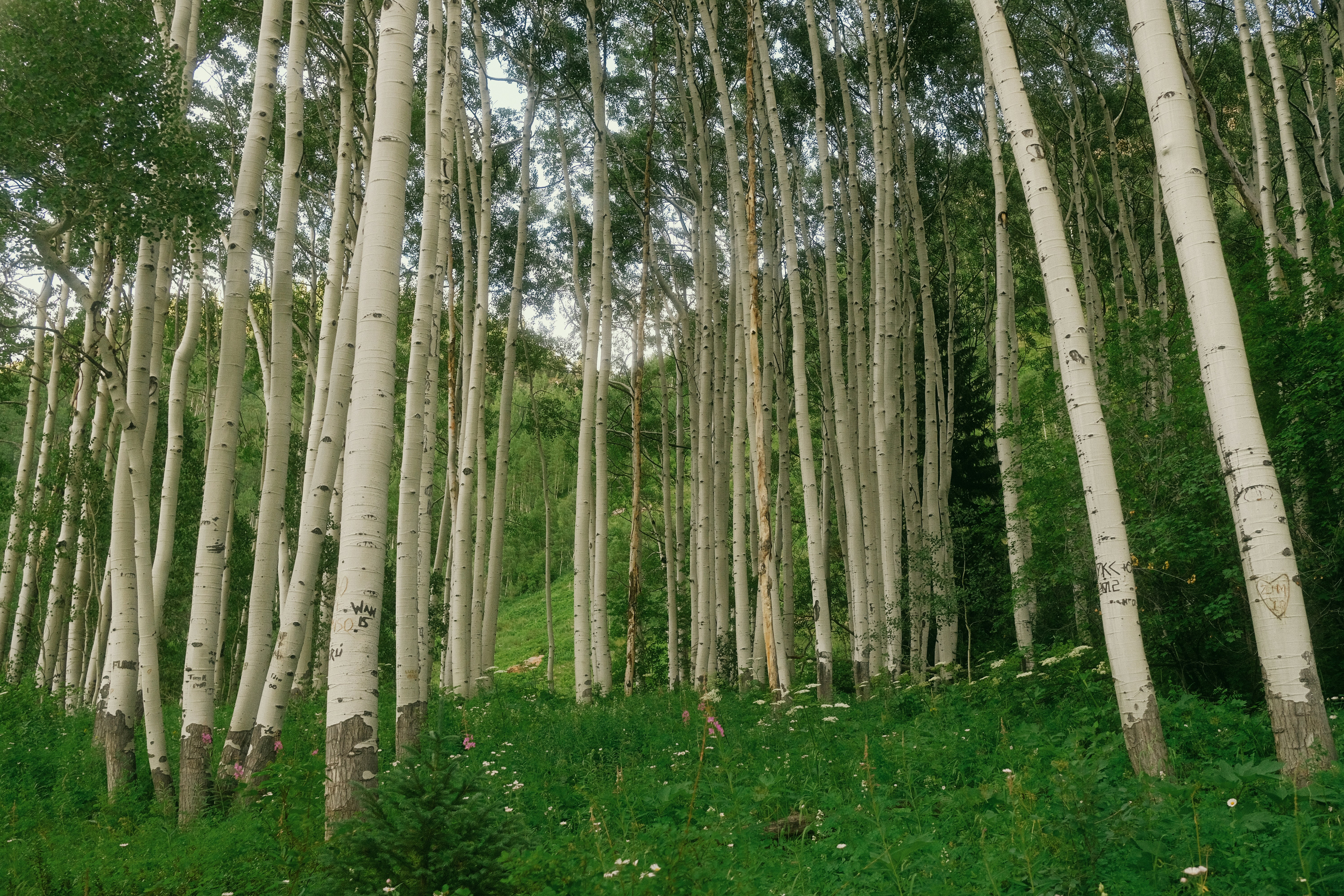 Tall aspen trees in a green forest clearing