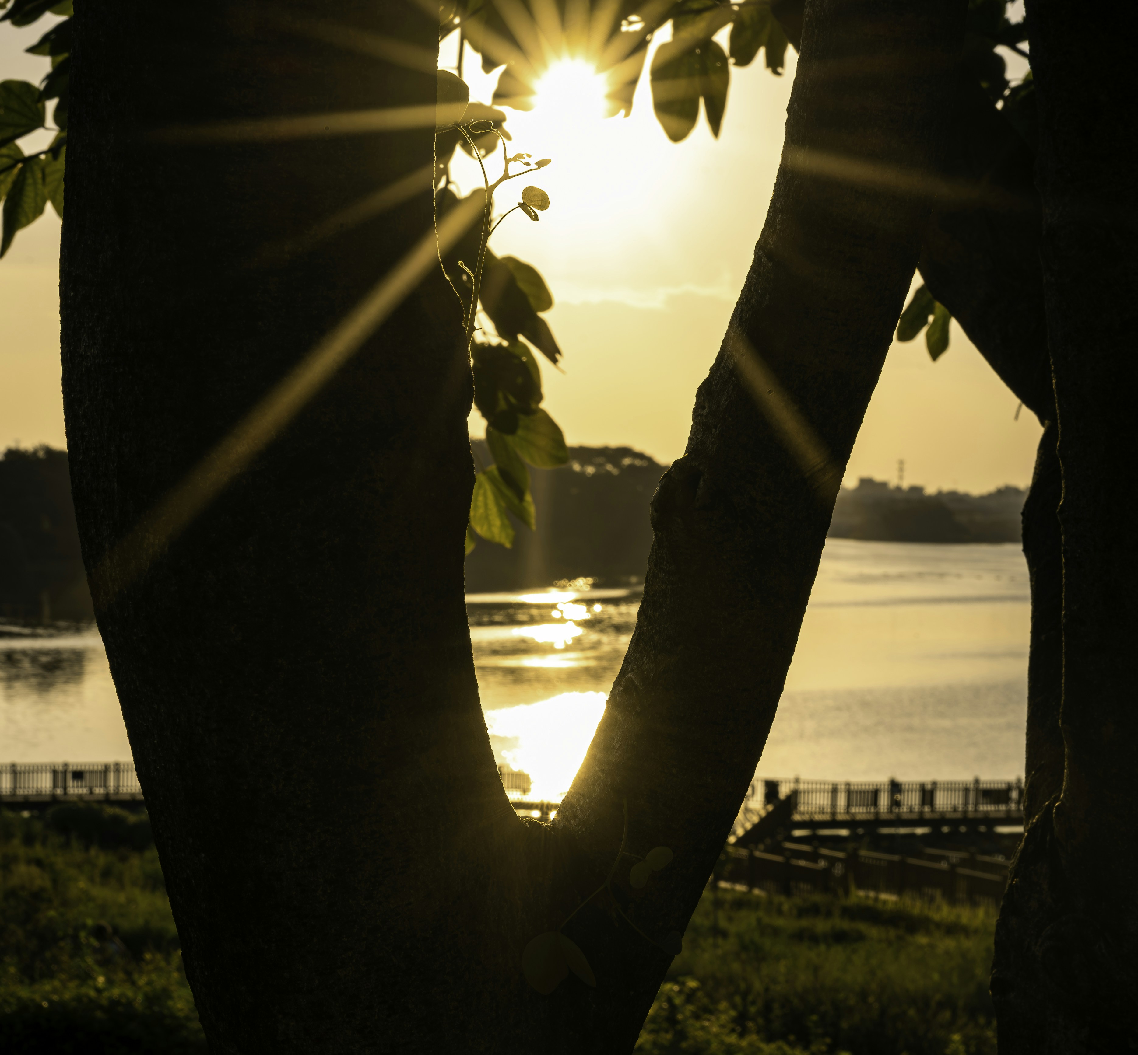 Sunlit Serenity: Nature Framed