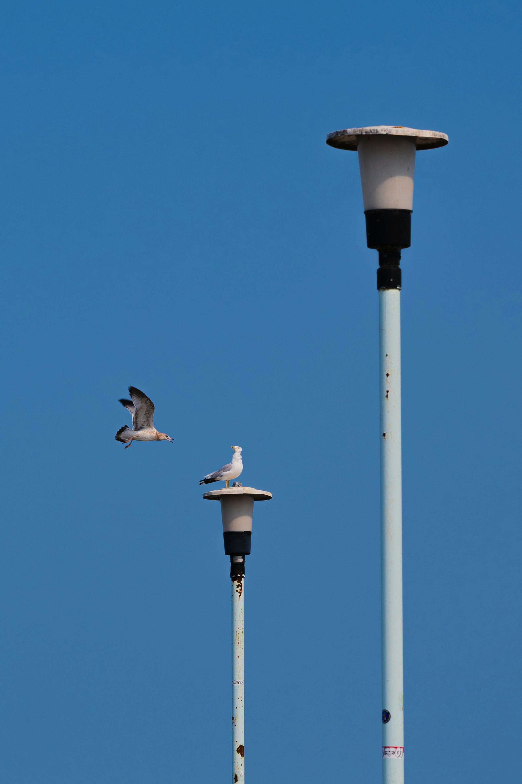 Two seagulls near lampposts against blue sky