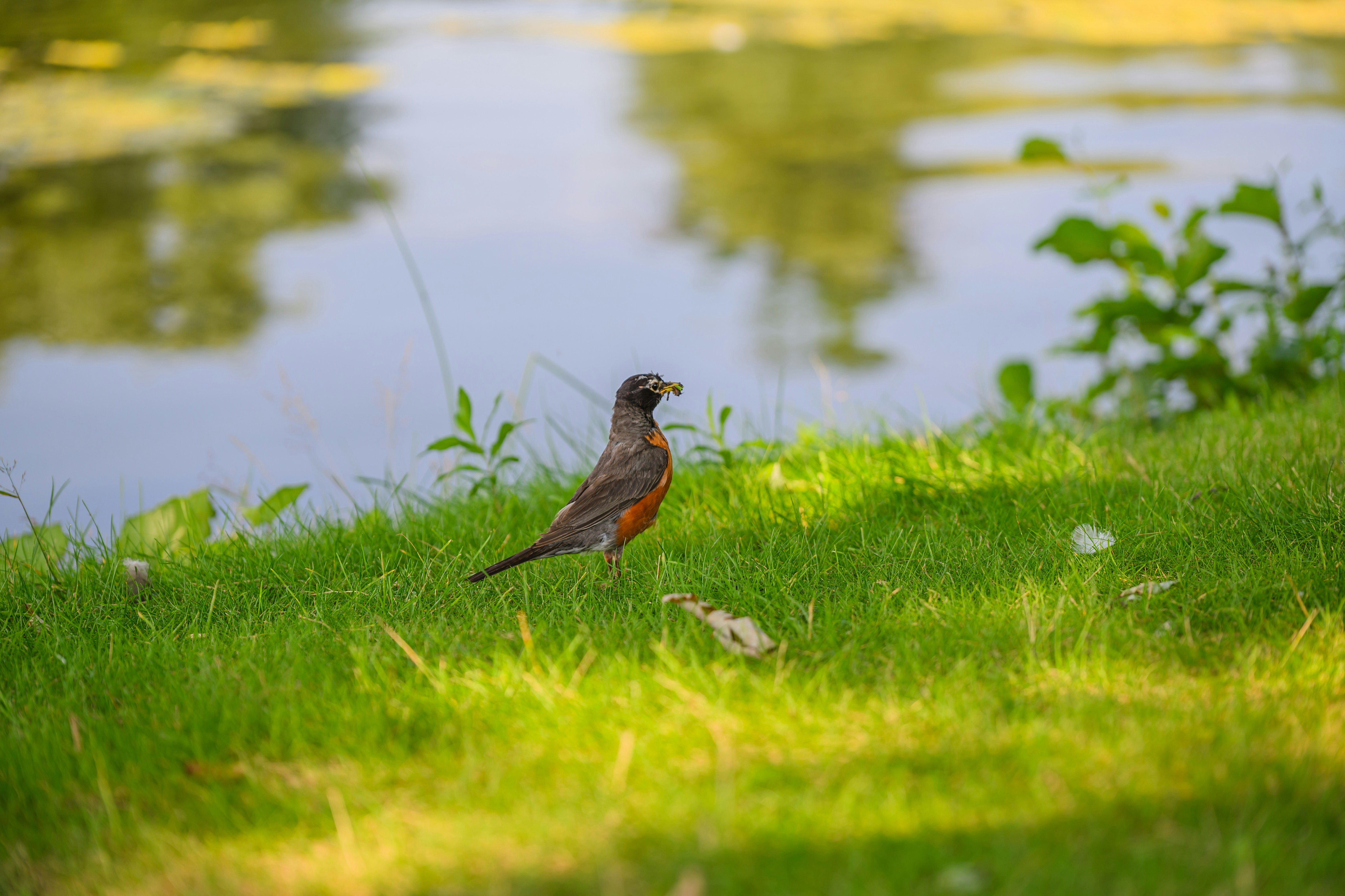 American Robin foraging on lush grass near a serene pond, showcasing its vibrant plumage.