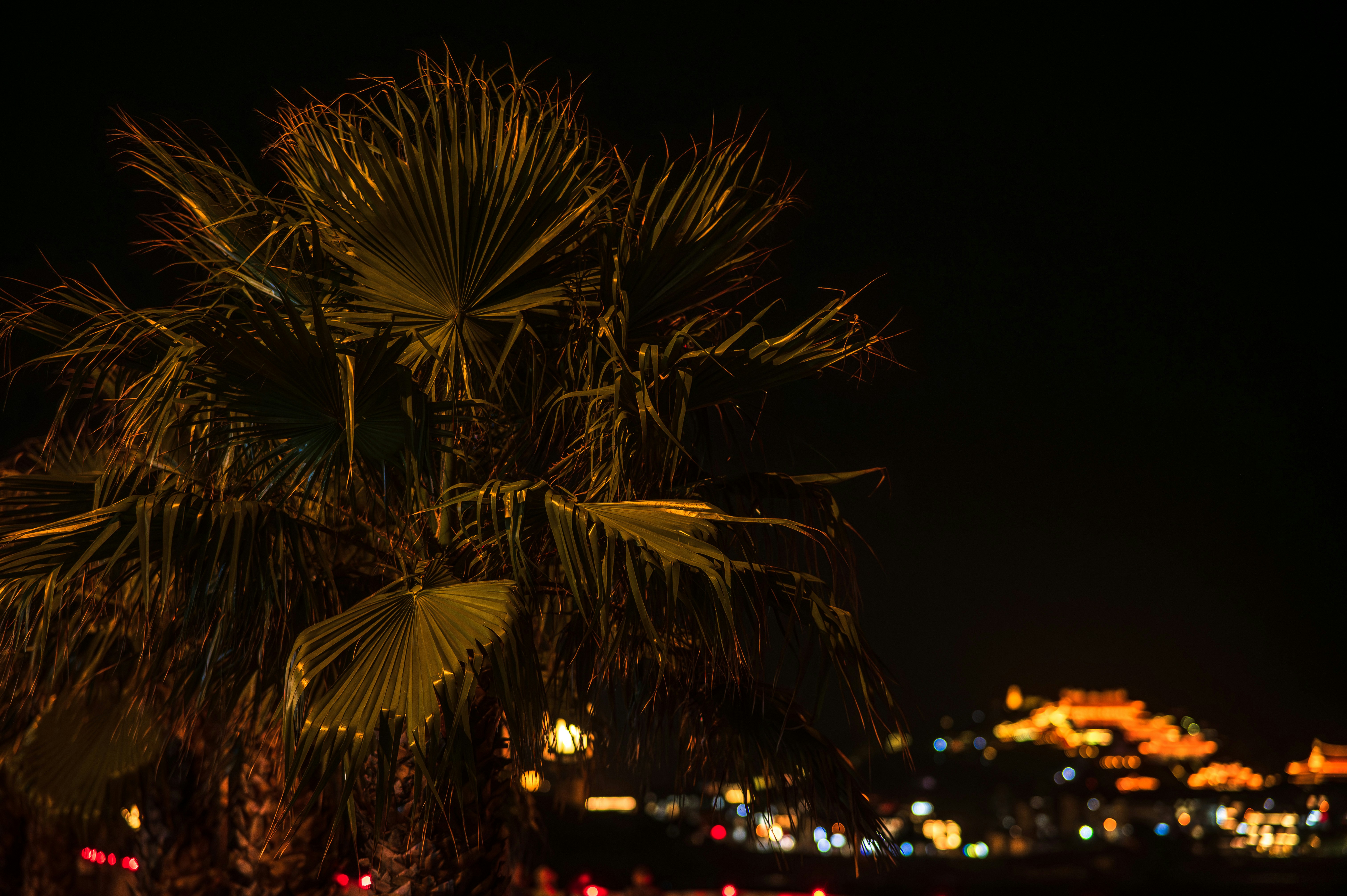 Nocturnal Palms: A Tropical Embrace