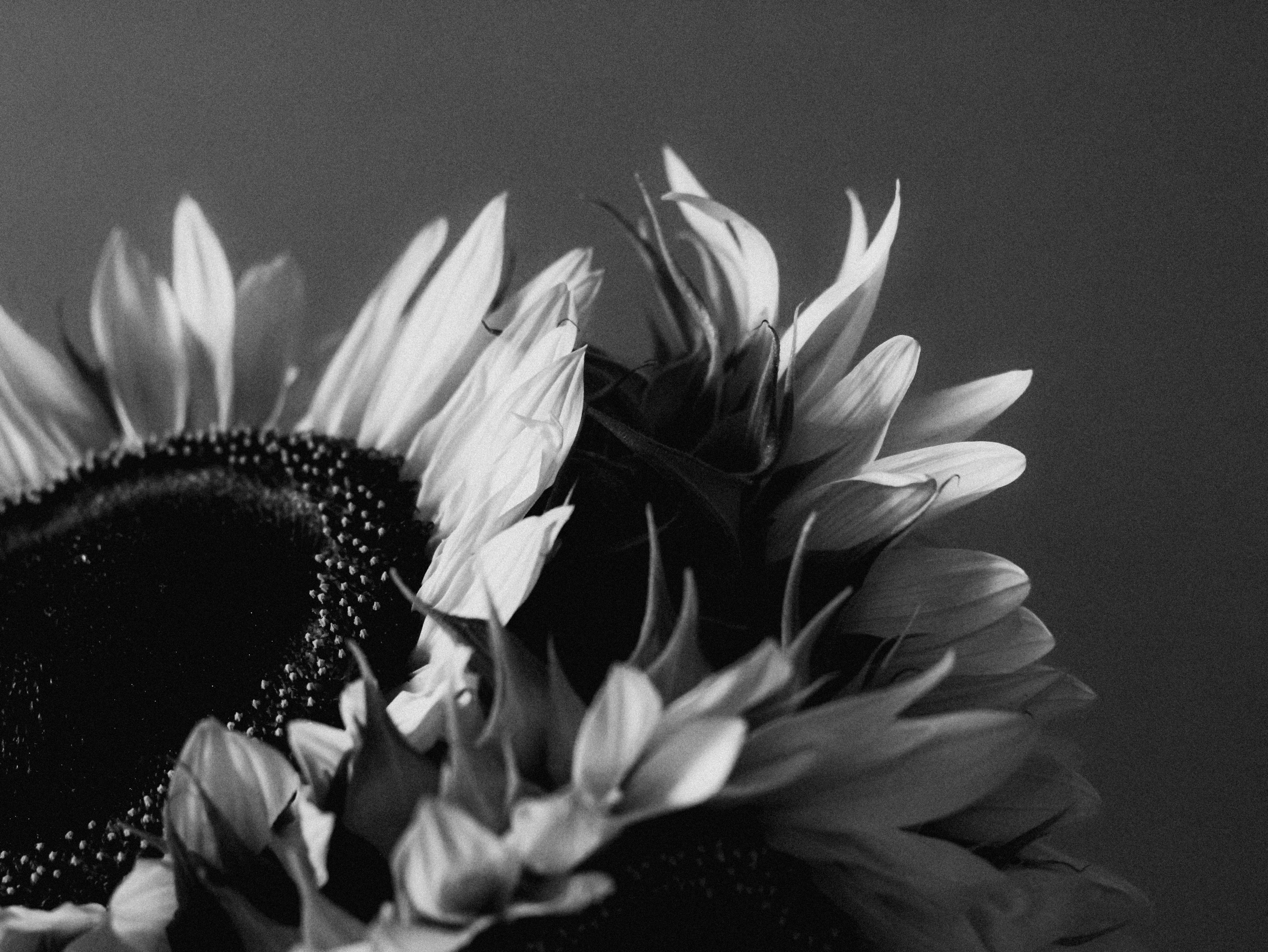 black and white vase of sunflowers still life
