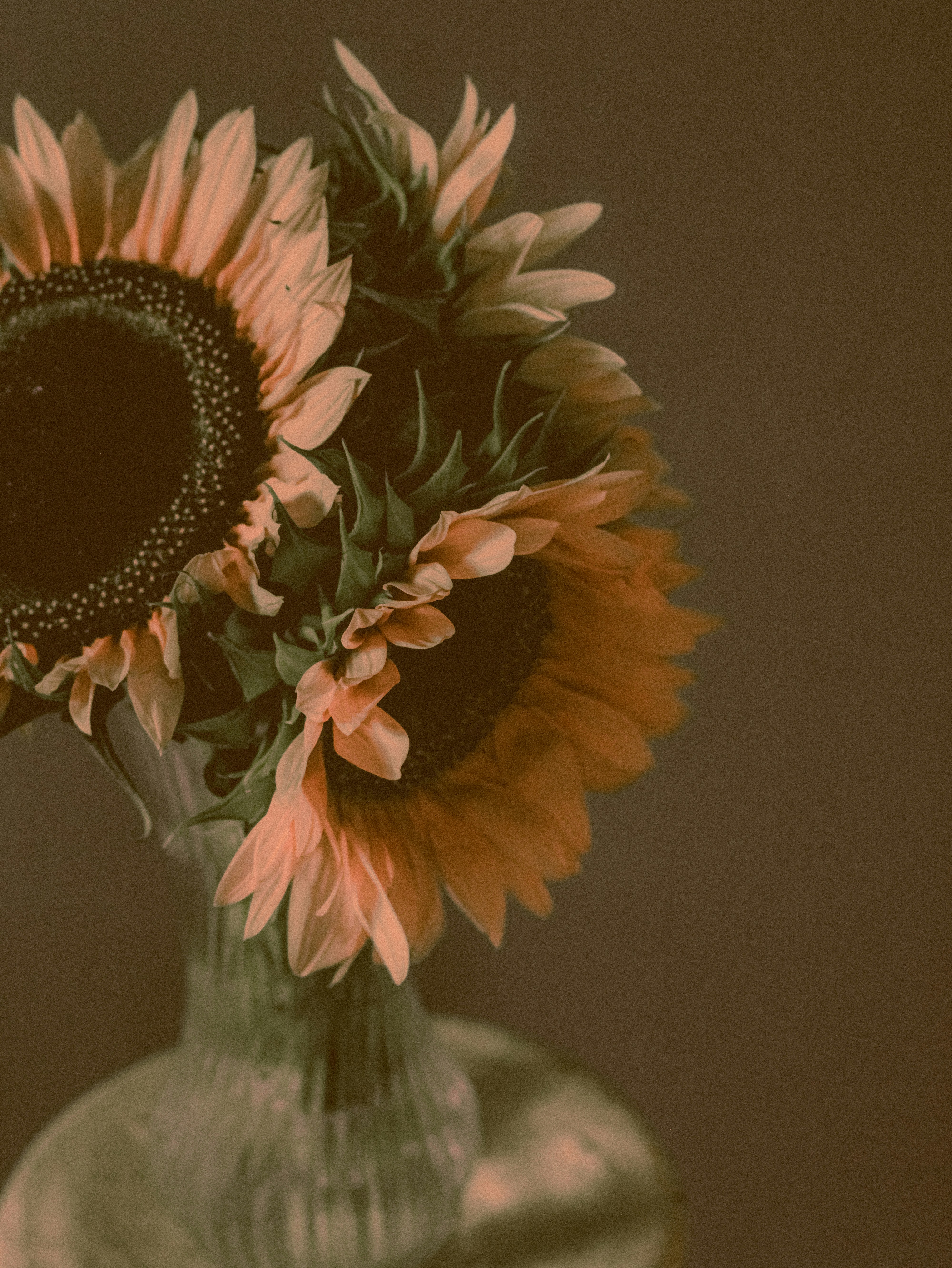 vase of sunflowers still life | Sunflowers in a glass vase against a dark background