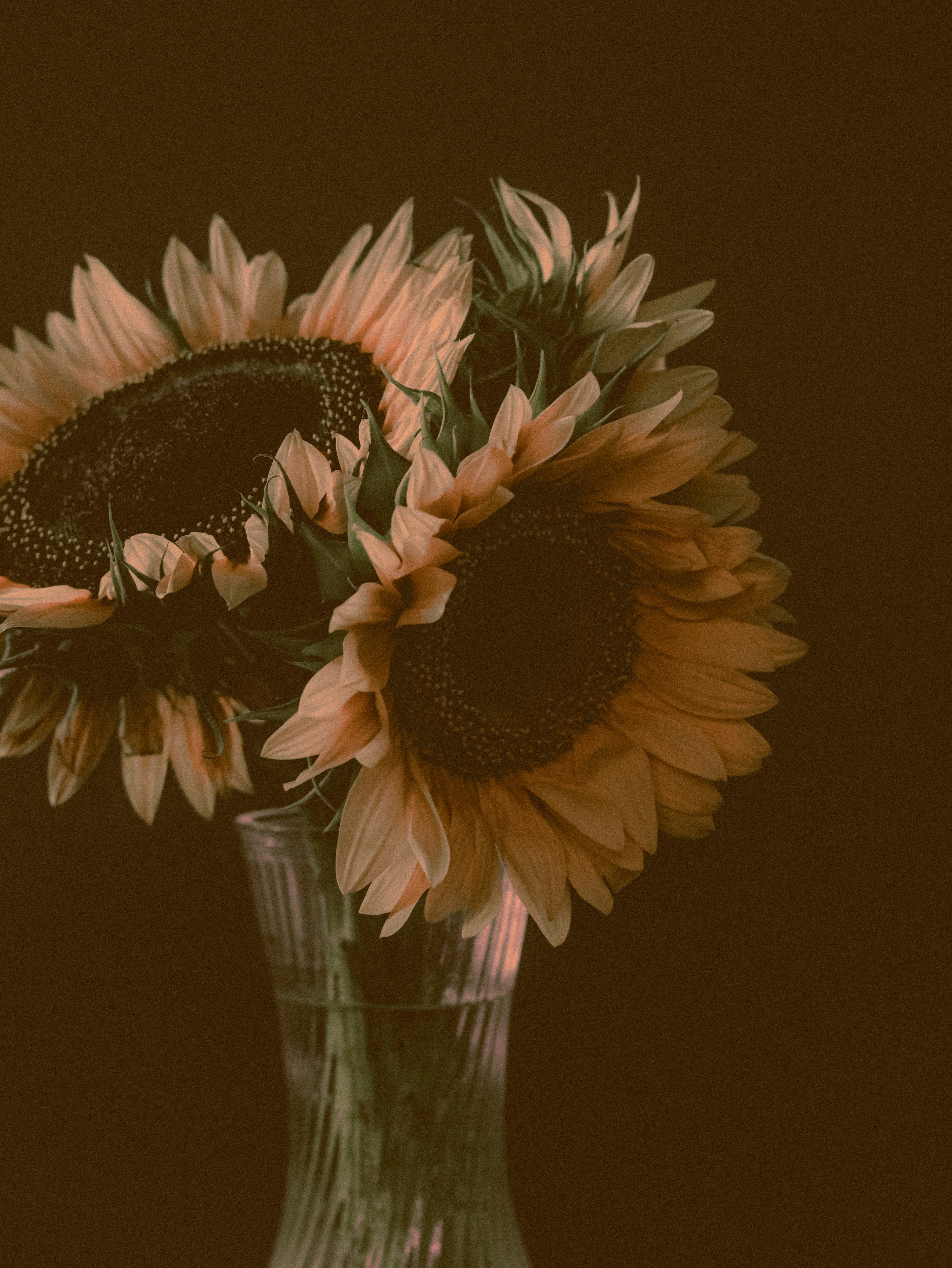 A vase of sunflowers against a dark background