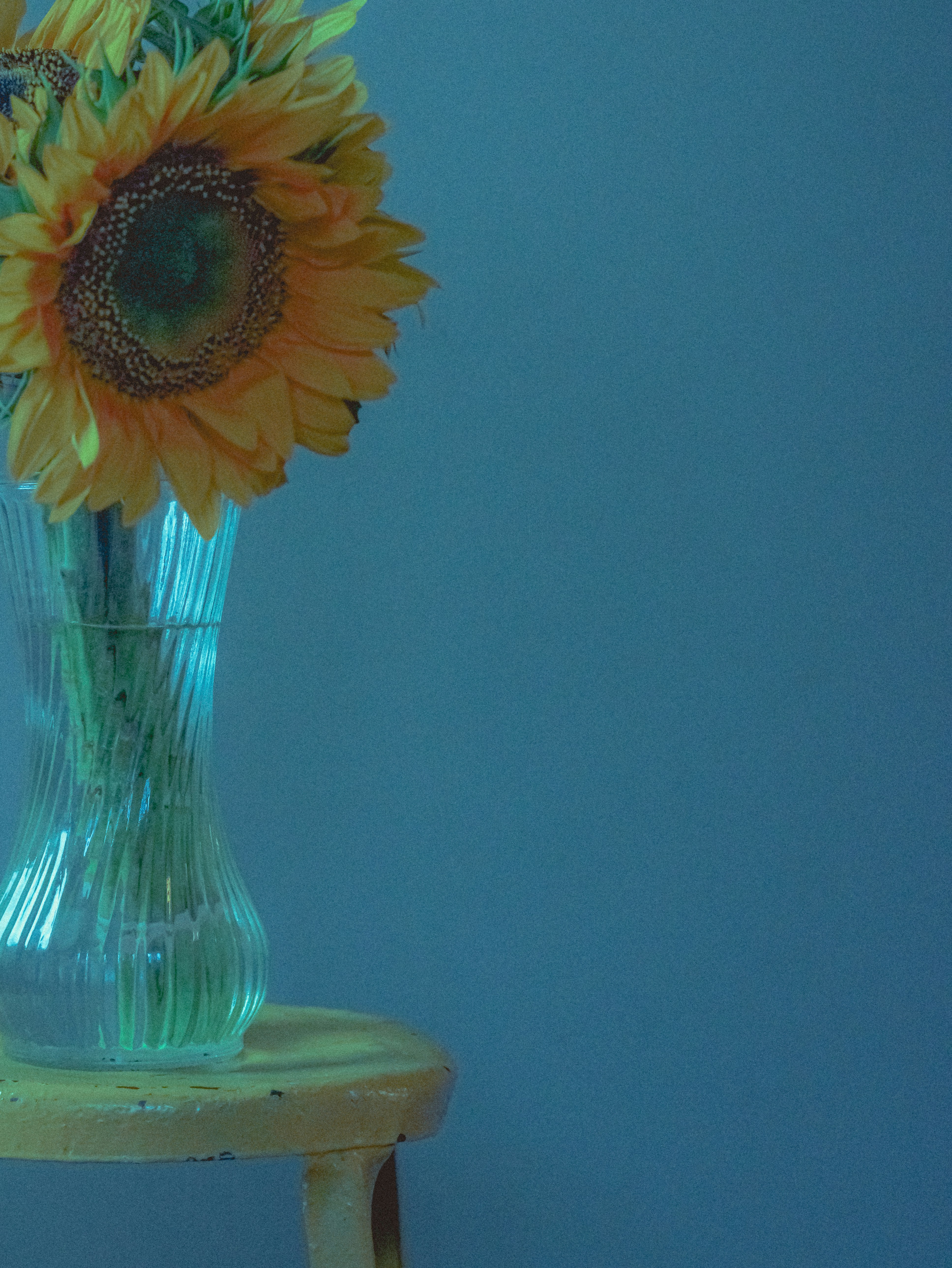 Vibrant Sunflower Serenade