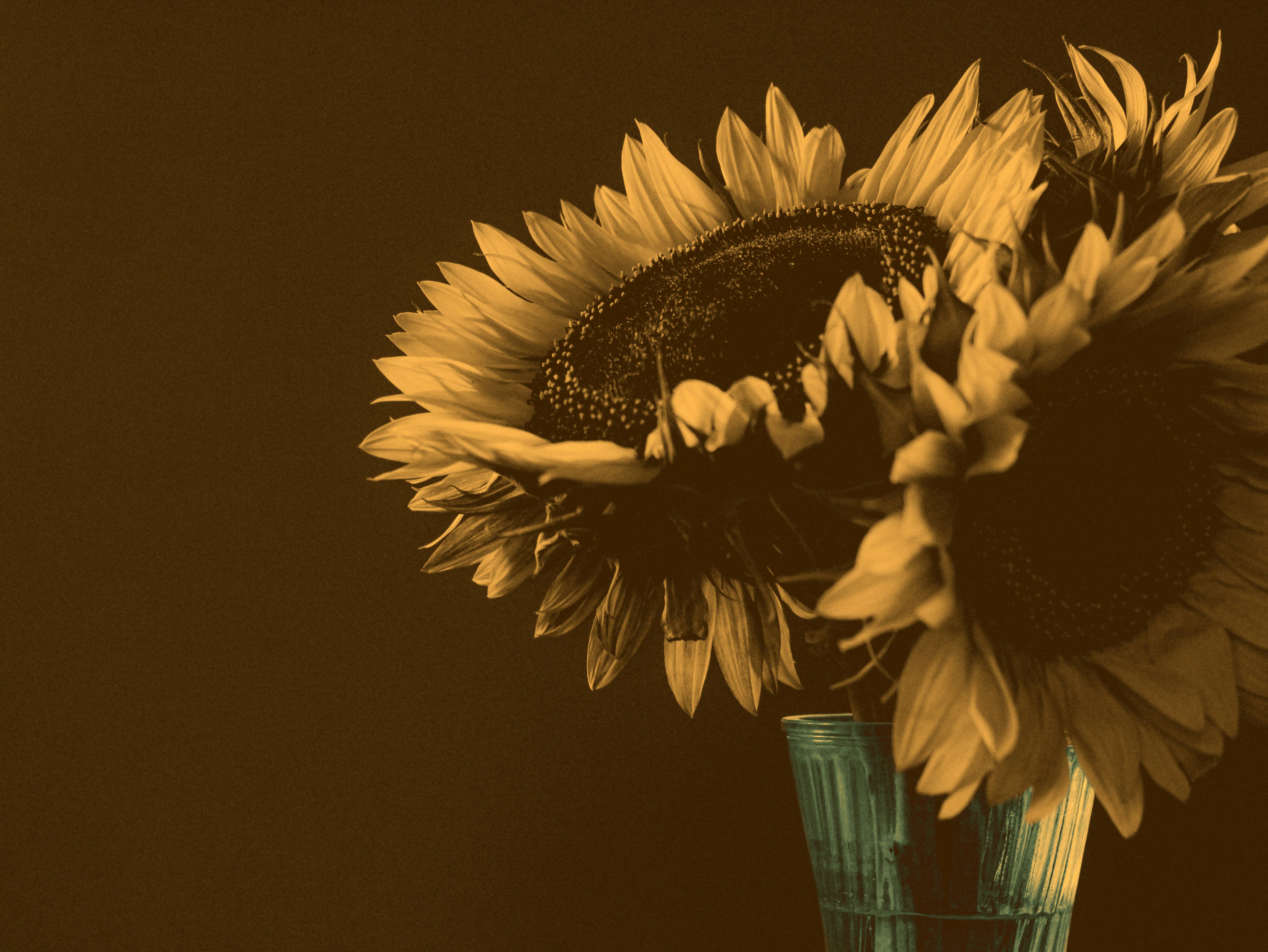 Golden Echoes of Summer