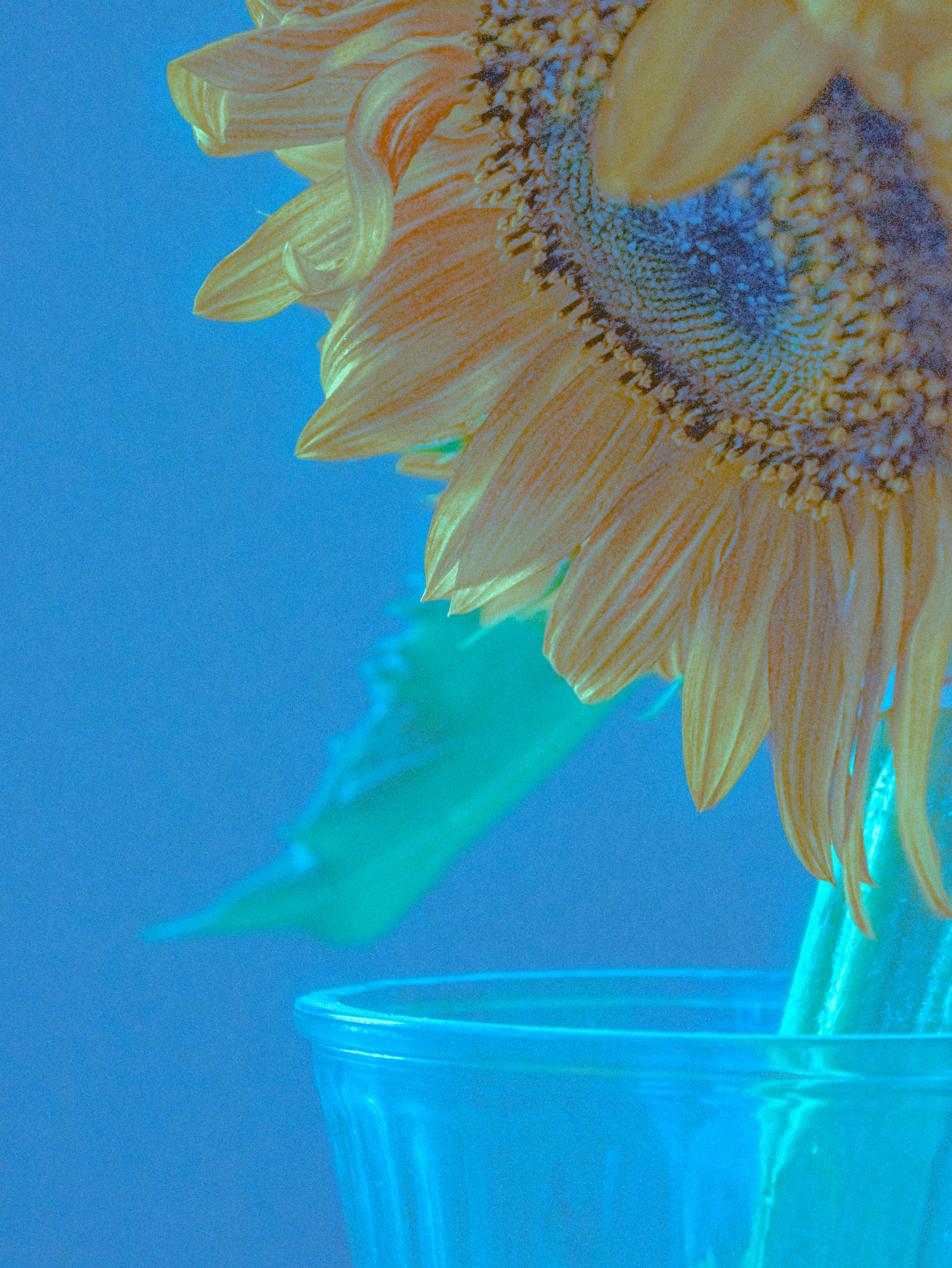 Sunlit Sunflower Slices the Blue