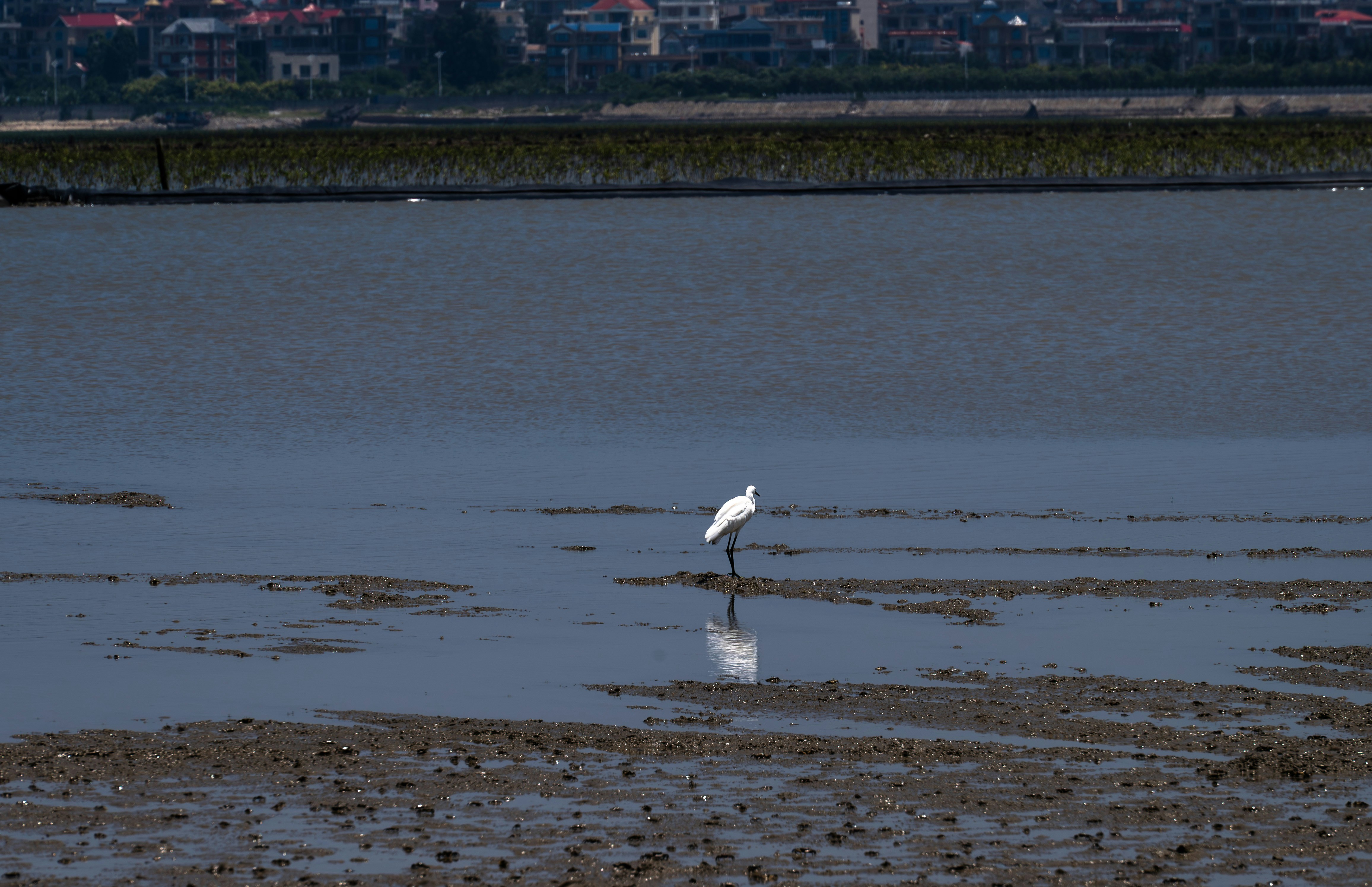 White Heron at the Tidal Mirror