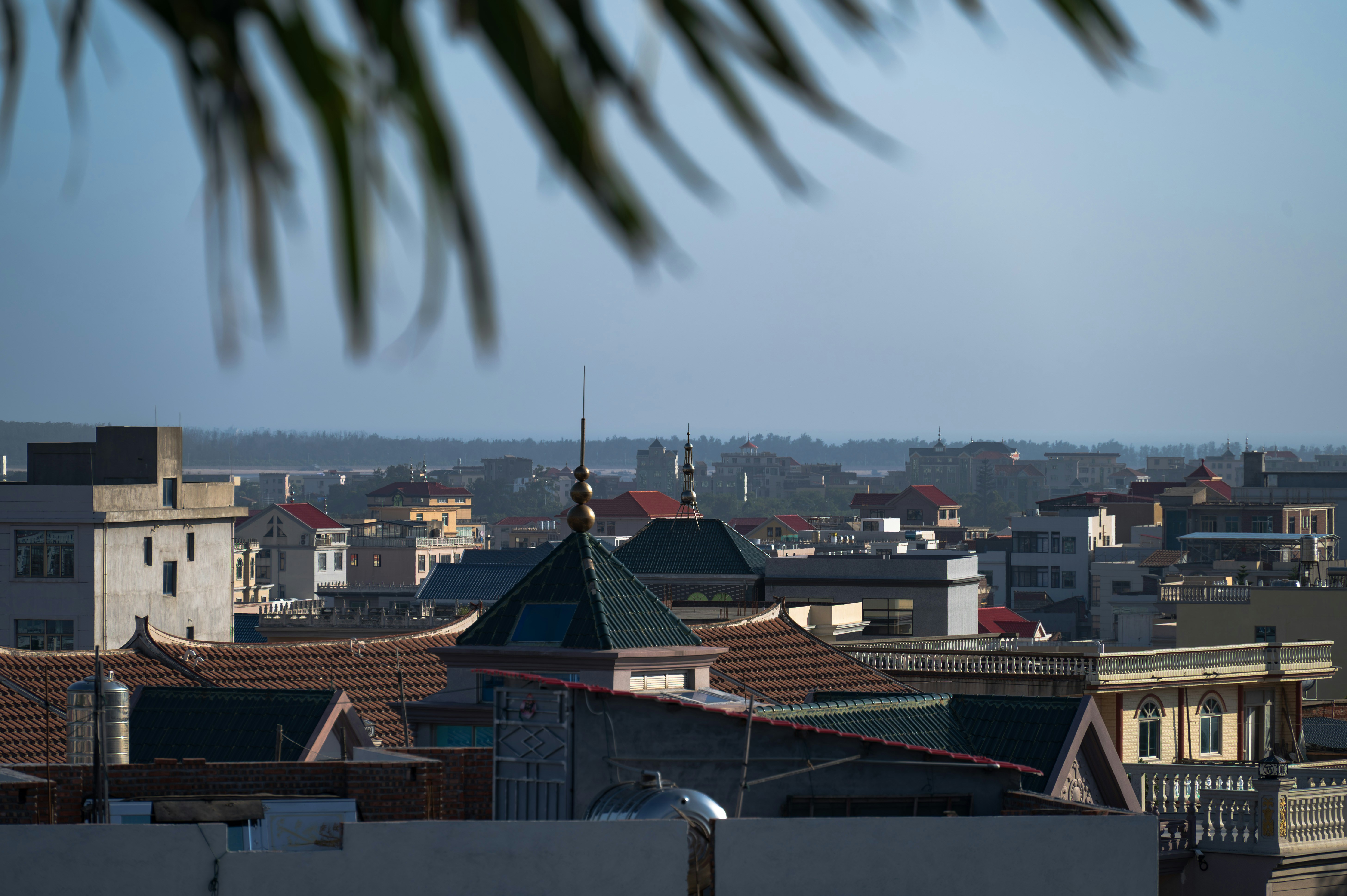 Cityscape with palm fronds in foreground
