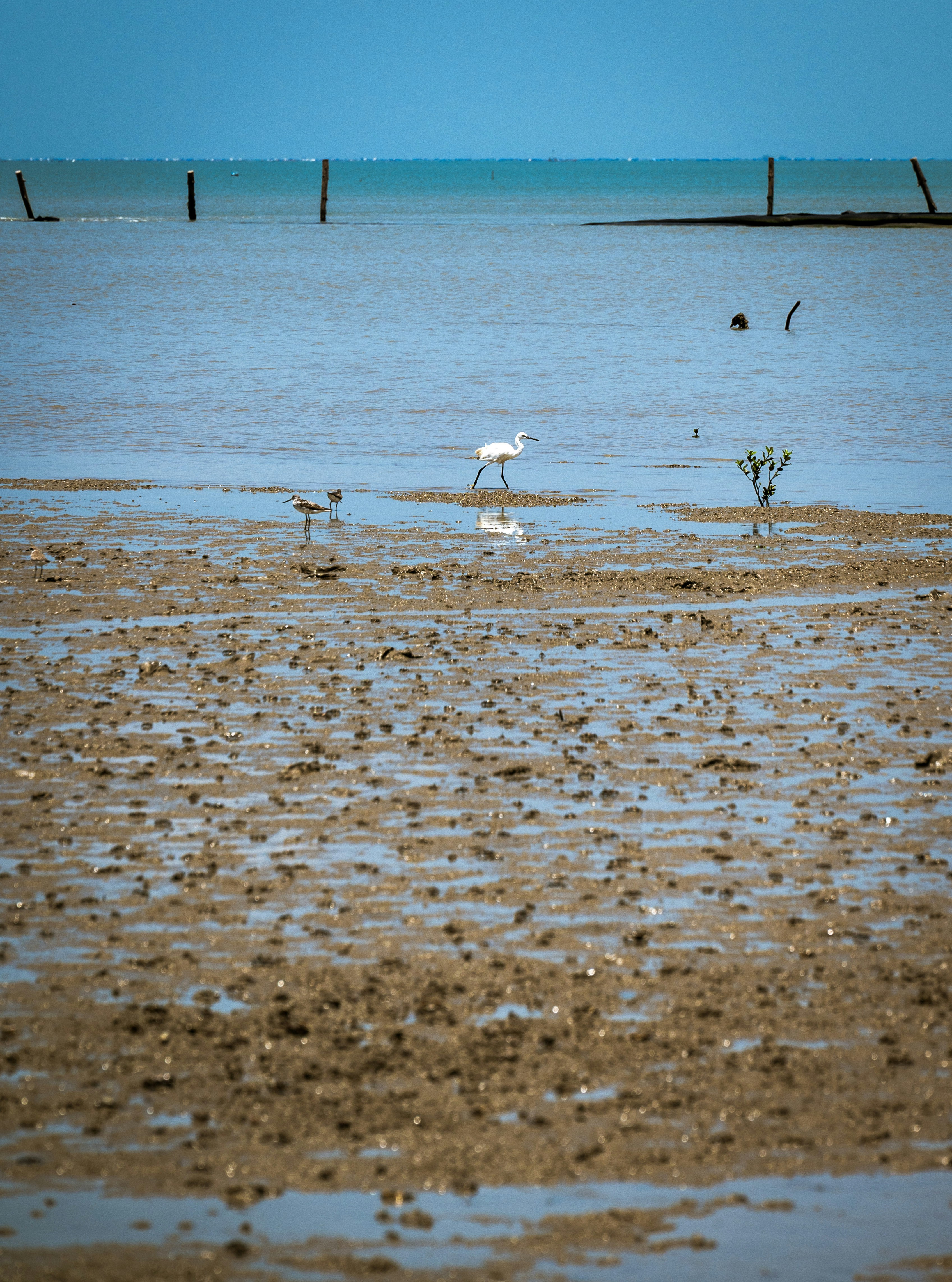 Serenity on the Tidal Flats