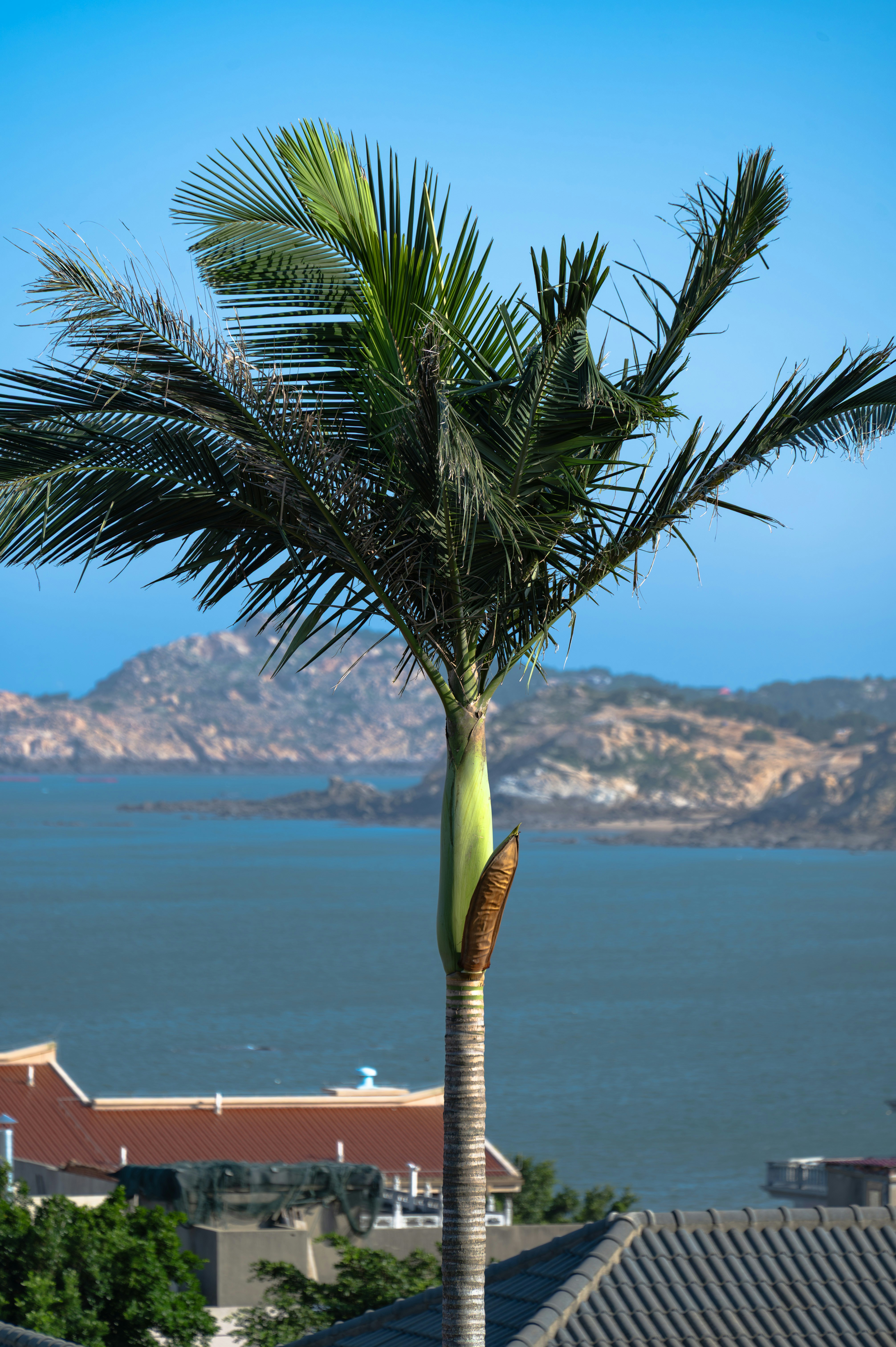 Palm Crown Framing a Quiet Coastal Horizon