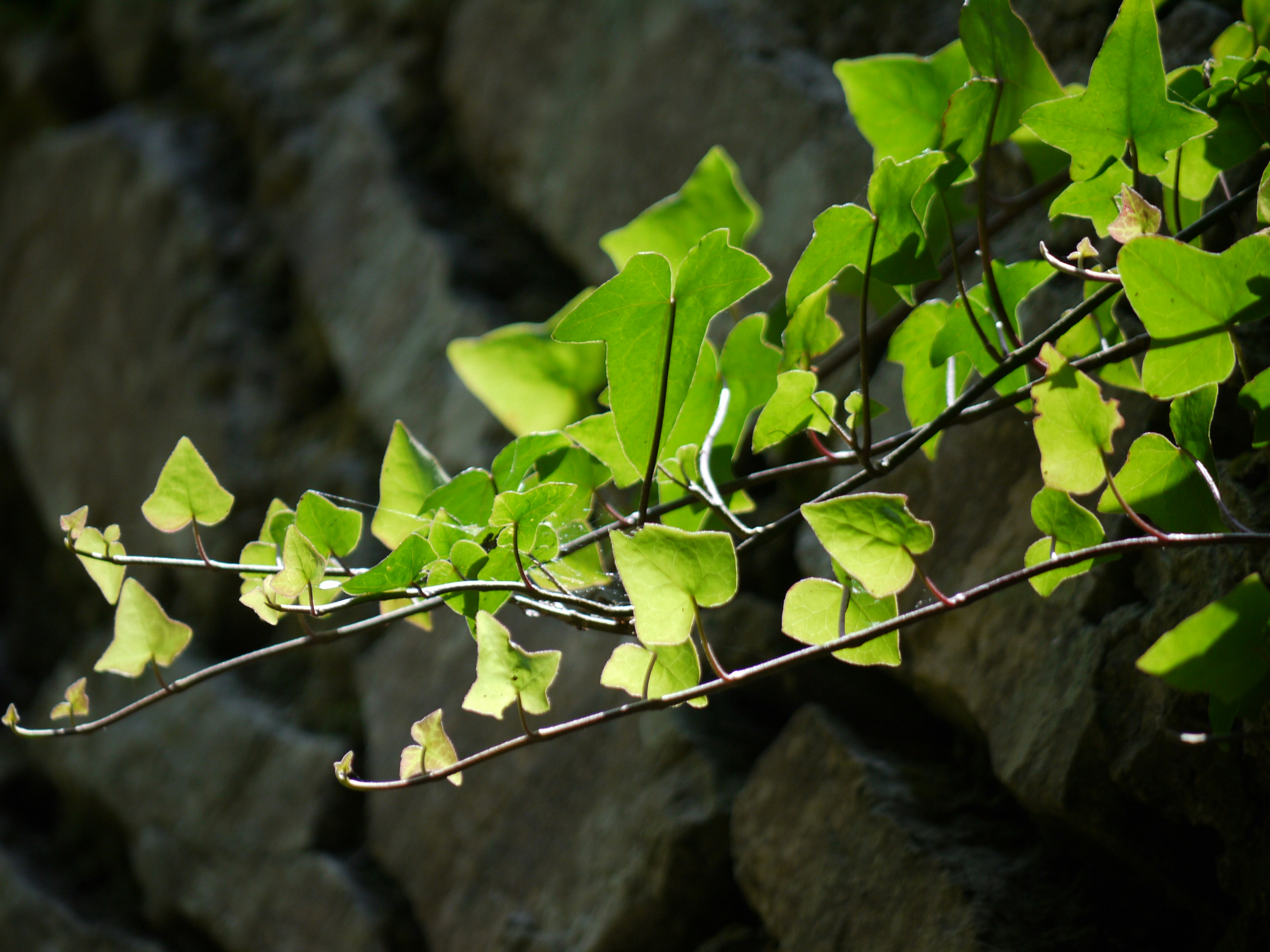 Green vine with small leaves on a rocky background