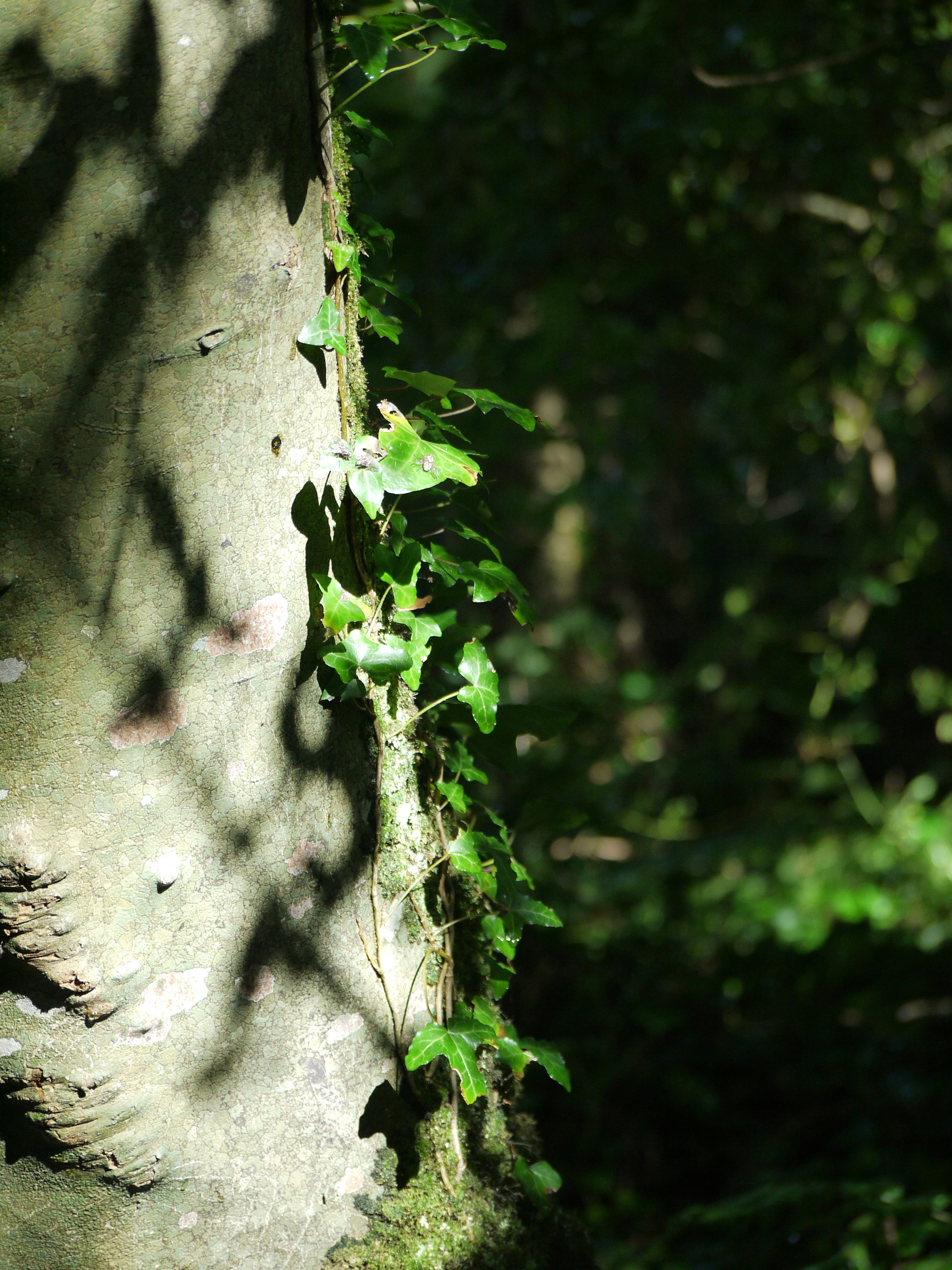 Close-up of a tree trunk with green leaves