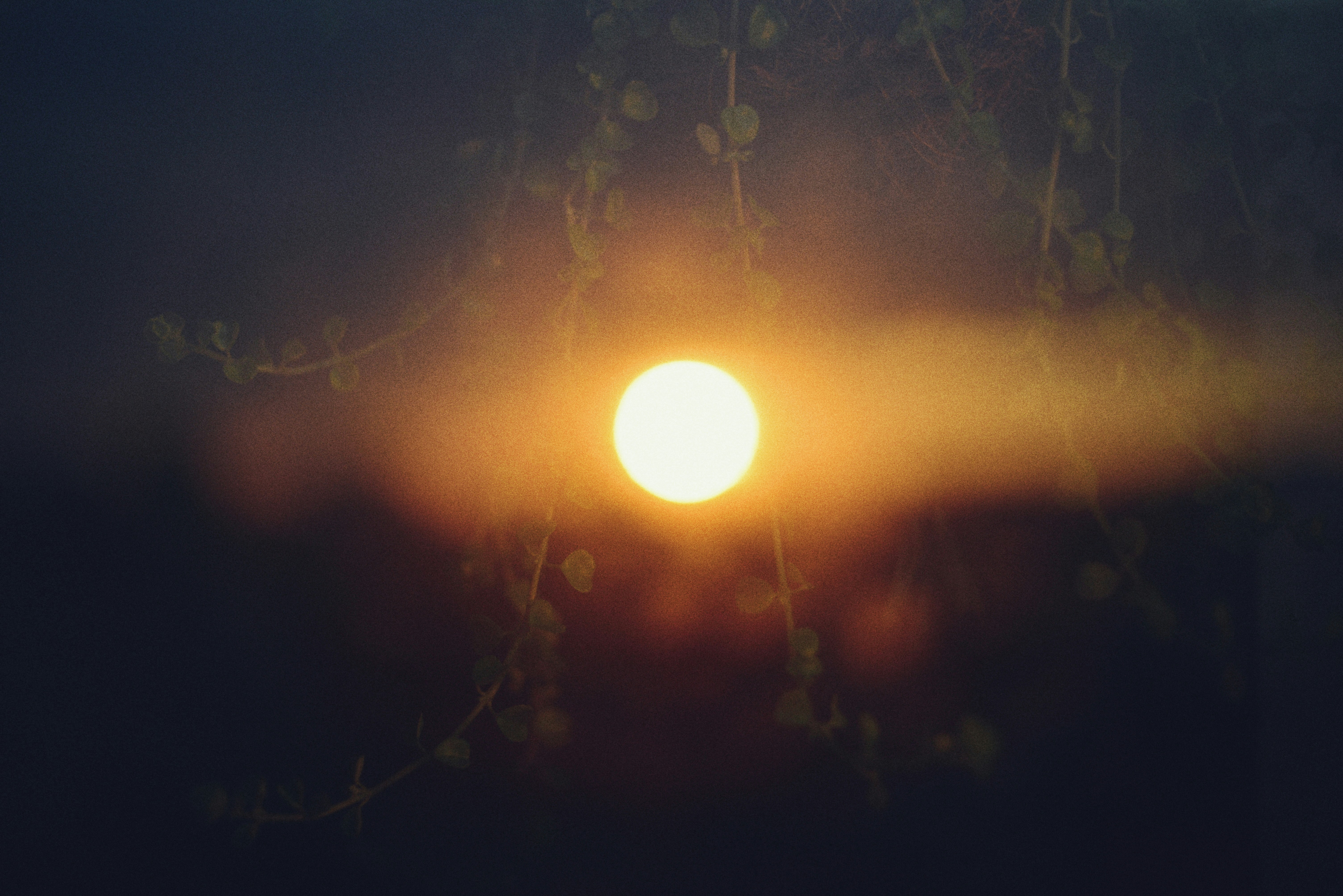 Bright sun obscured by dark branches at dusk