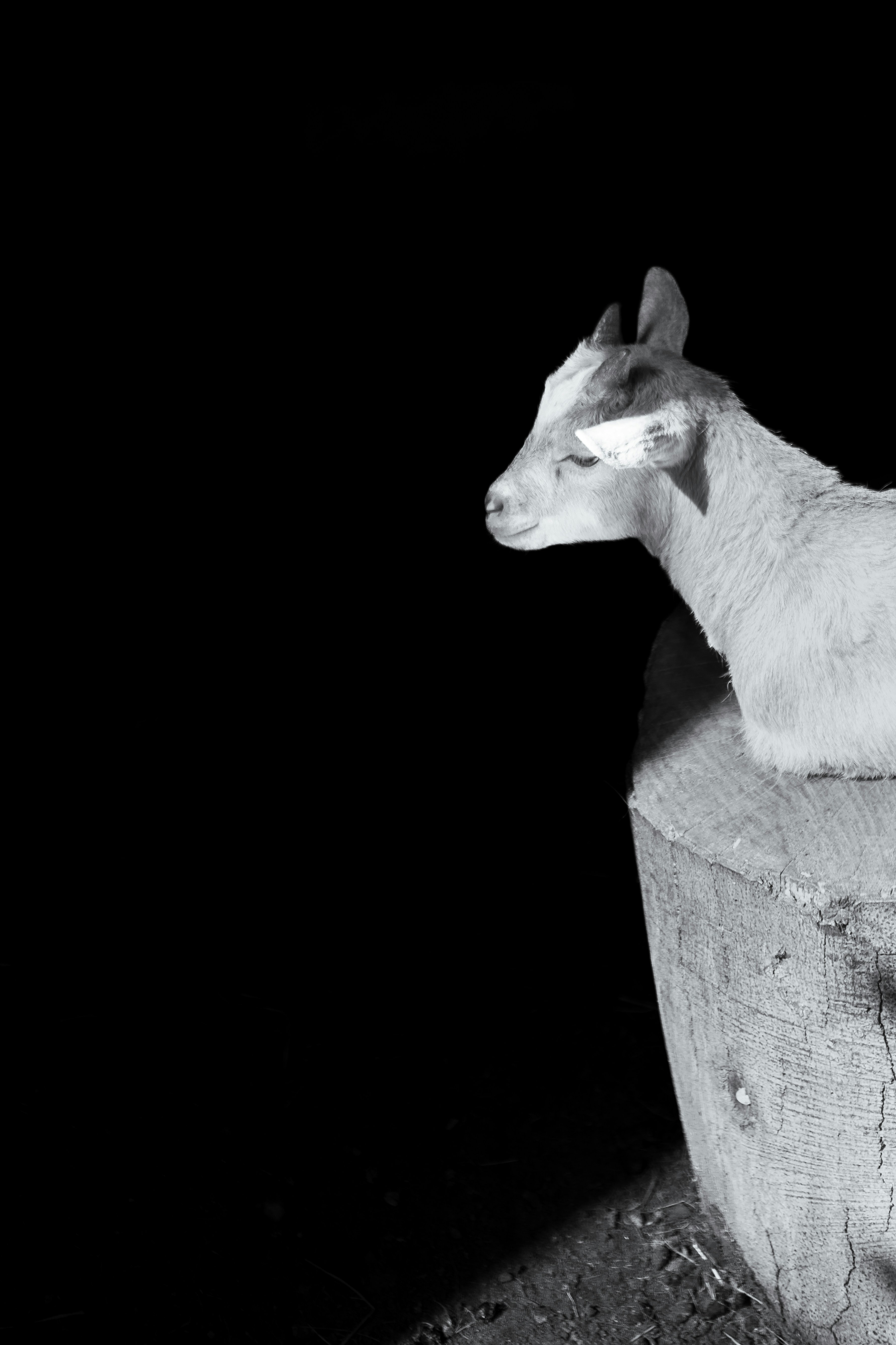Silent Watcher: A Goat's Contemplation