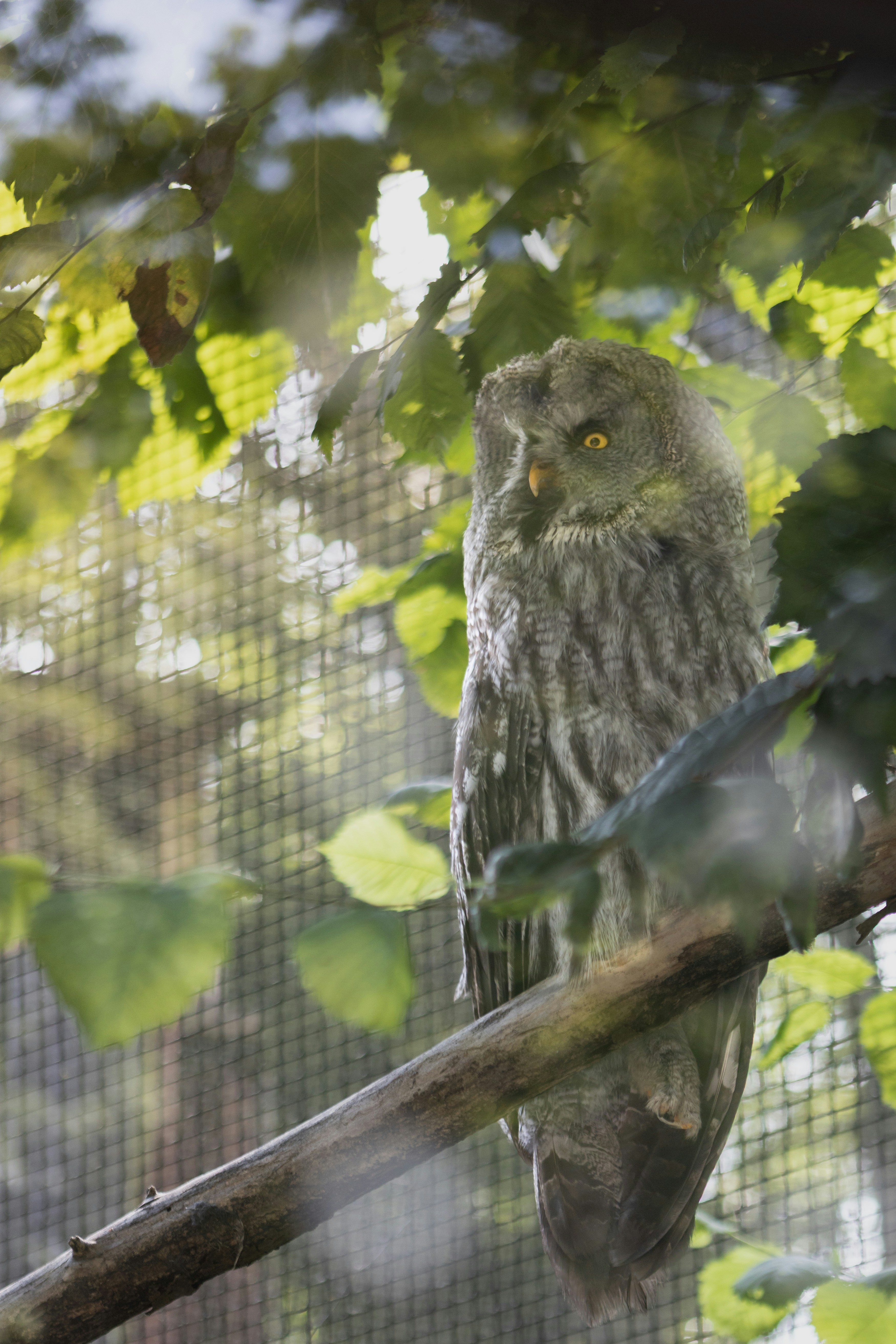 Silent Sentinel of the Canopy