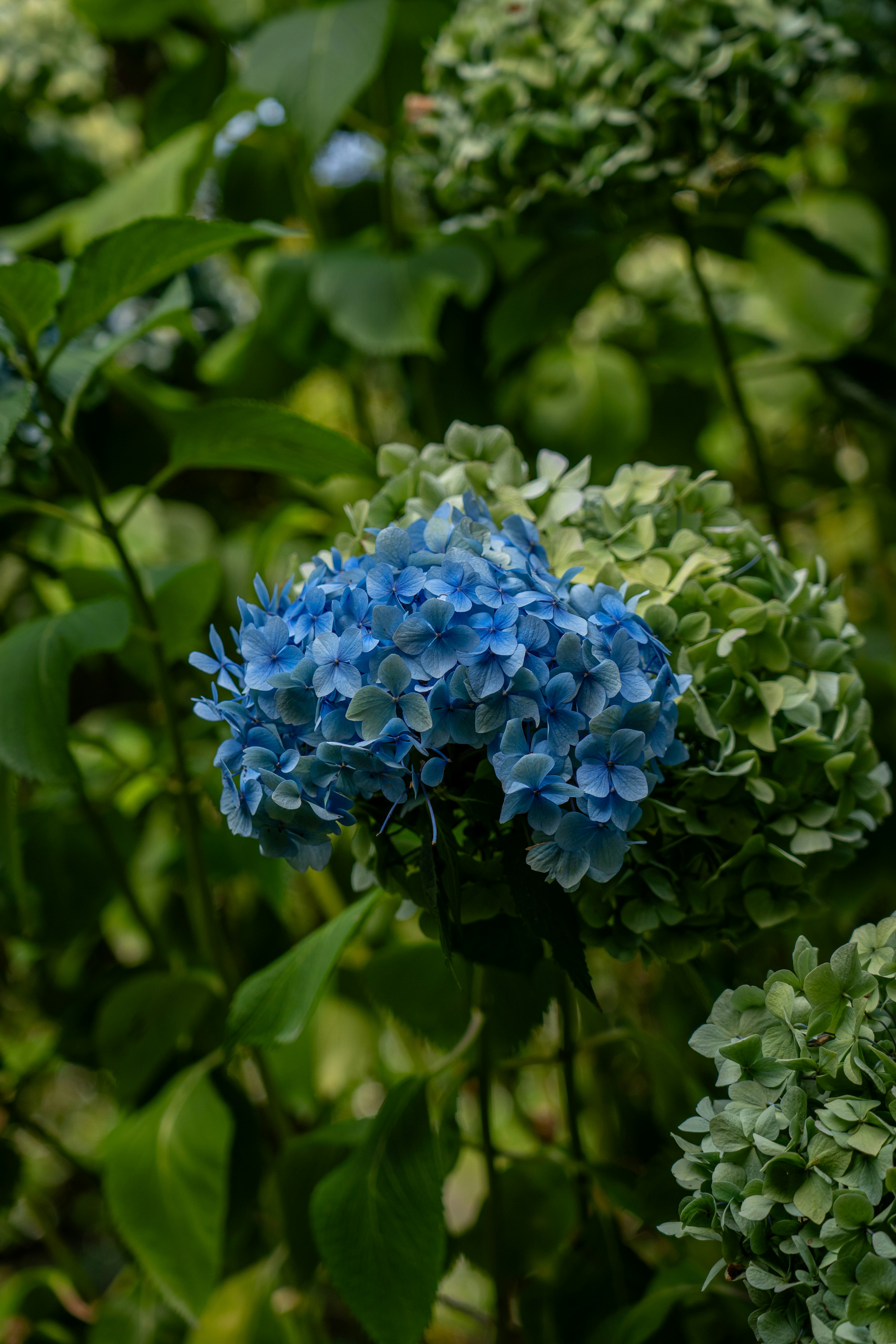 A vibrant blue hydrangea bloom surrounded by green leaves.