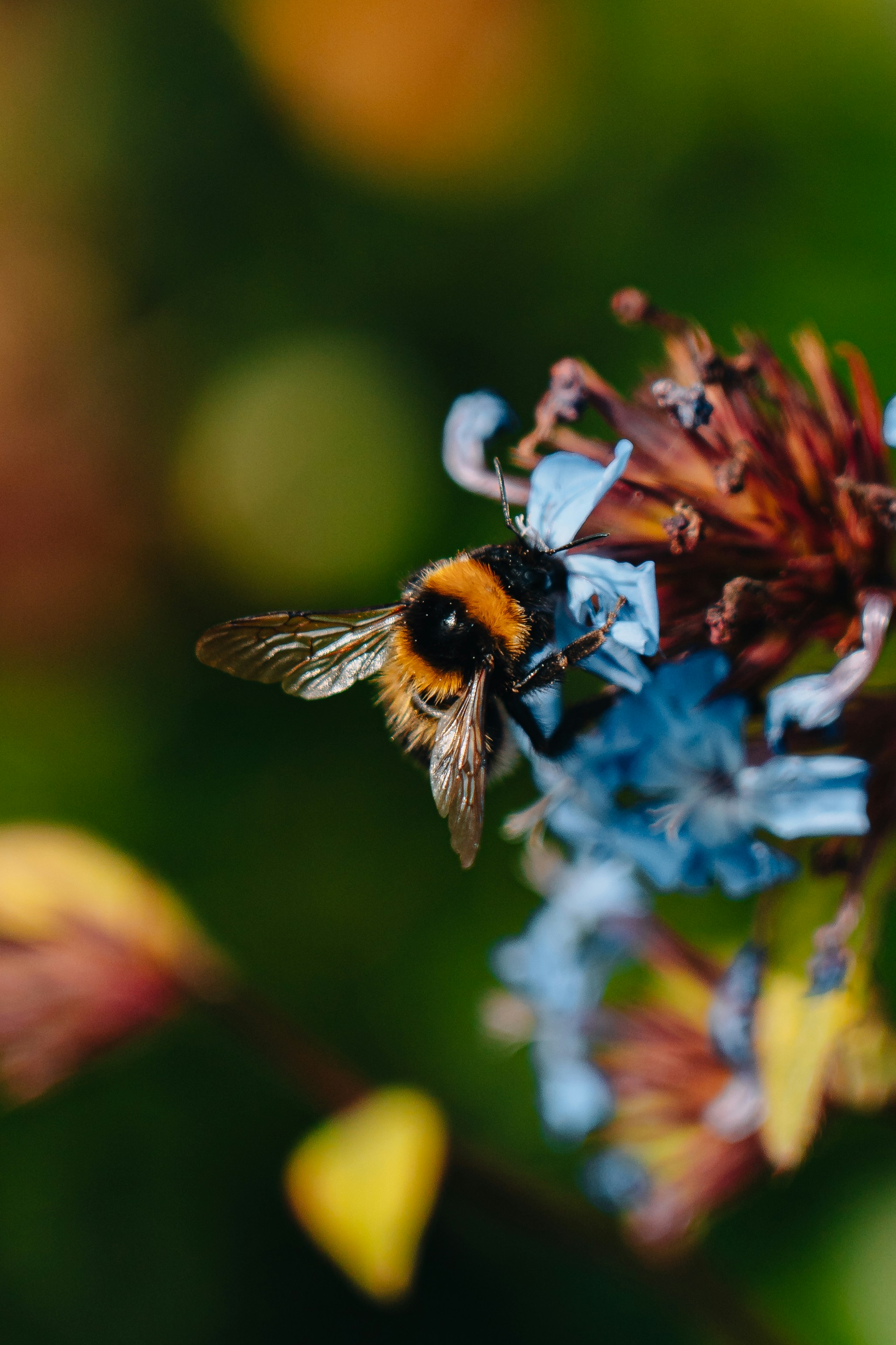 A bumblebee gathers nectar from a small flower.