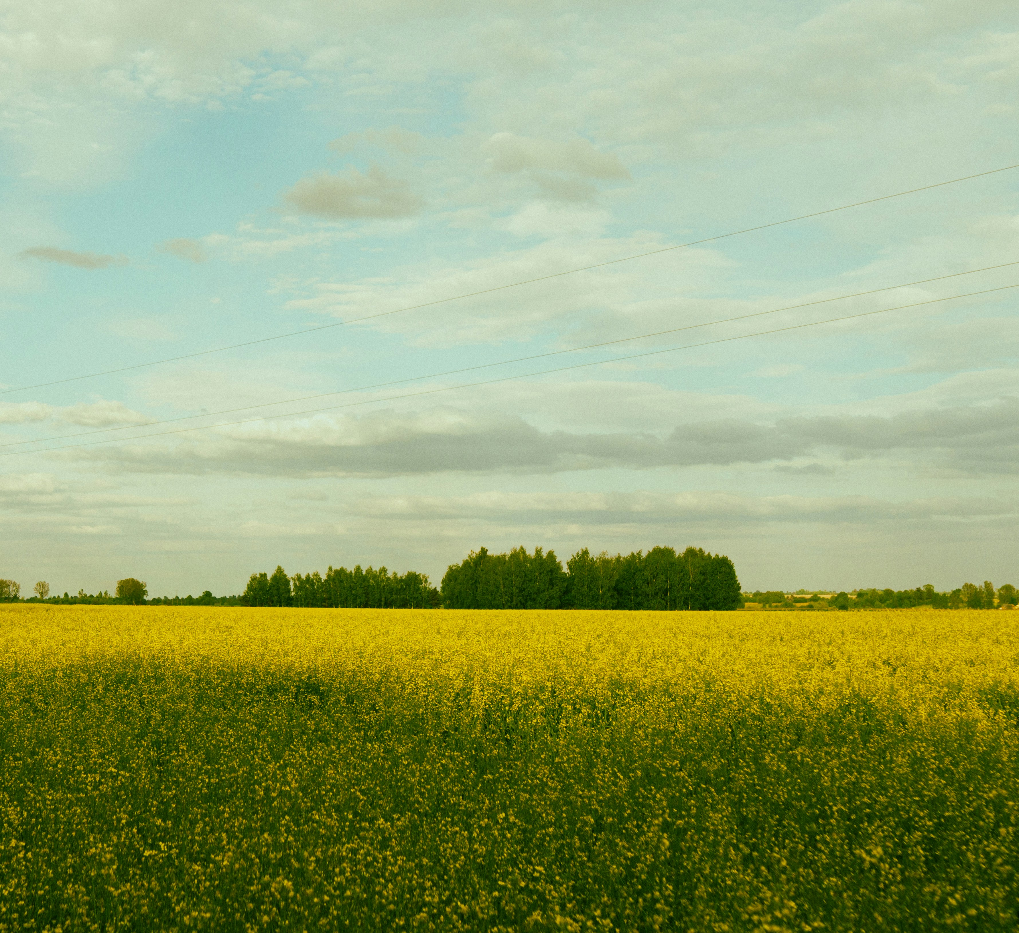 Golden Waves of Canola Under a Gentle Sky