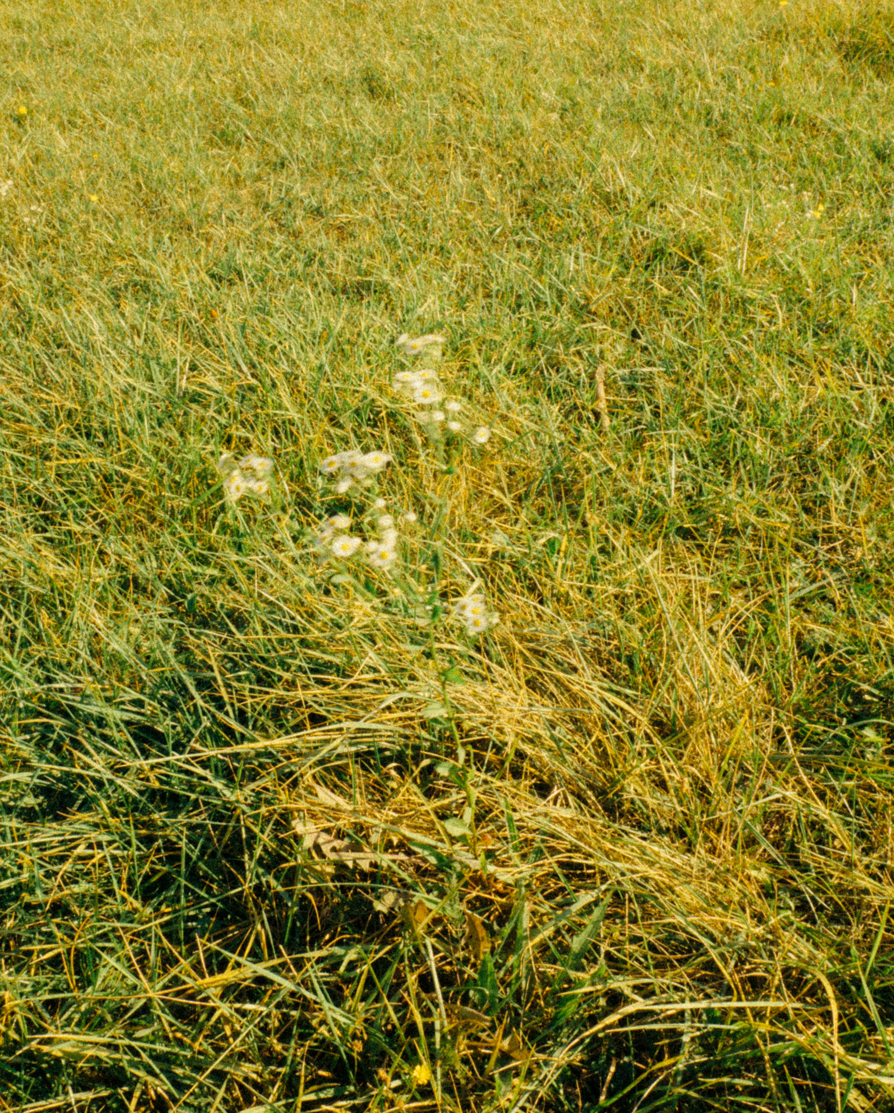 Whispers of the Meadow