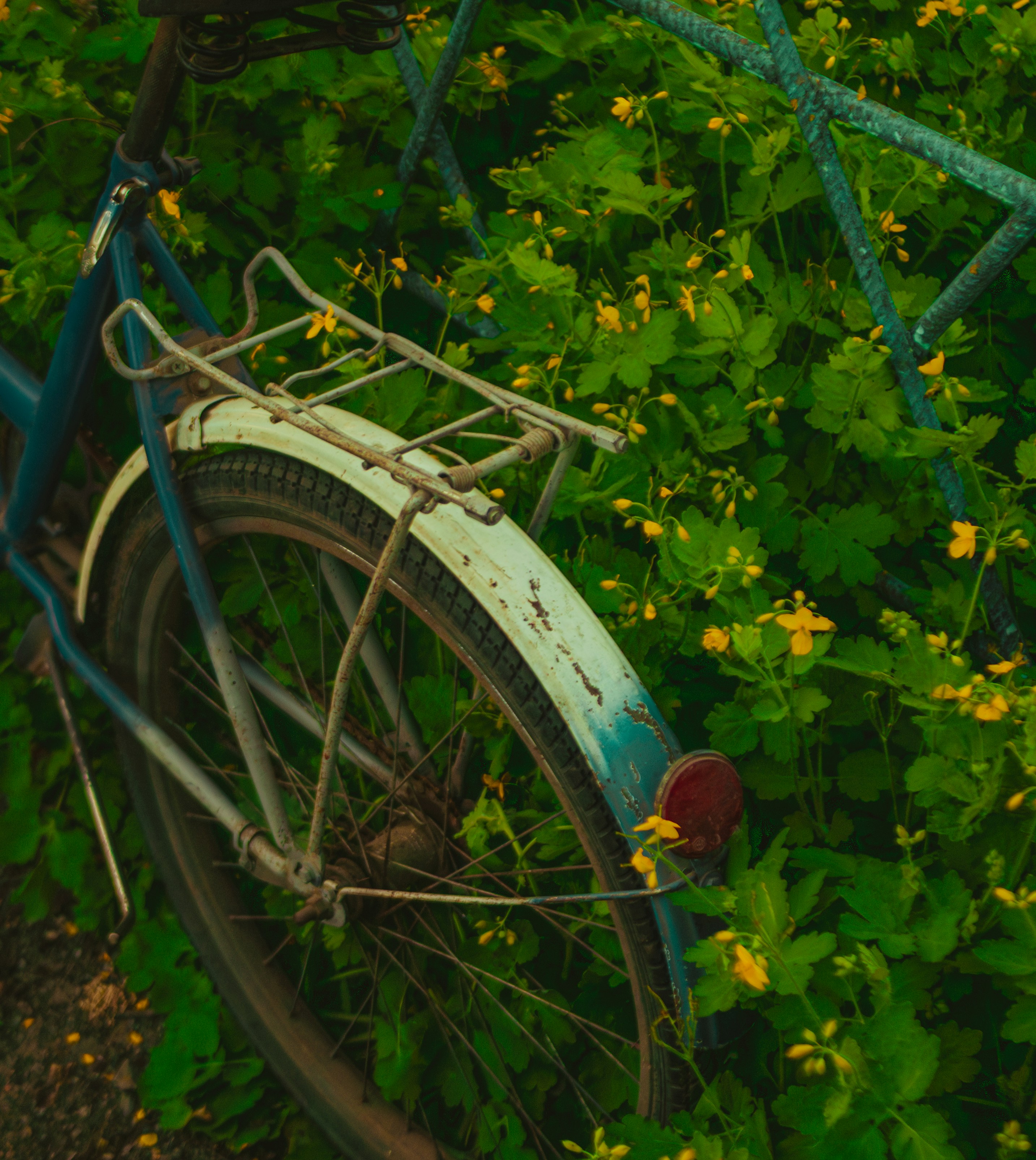 Whispers of Nature: A Forgotten Ride