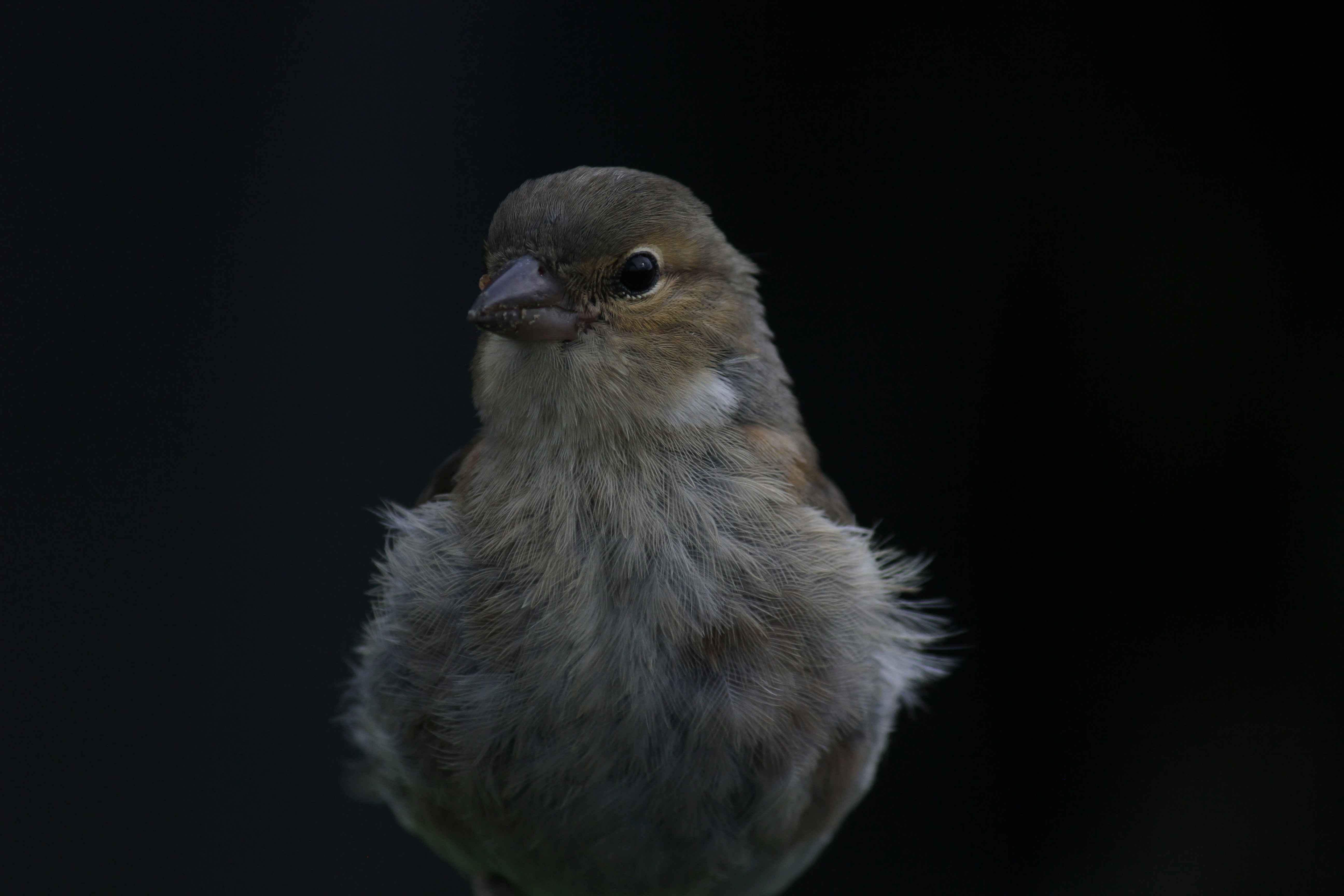 A finch posing for the camera on the Isle of Skye | A small bird with brown and white feathers.