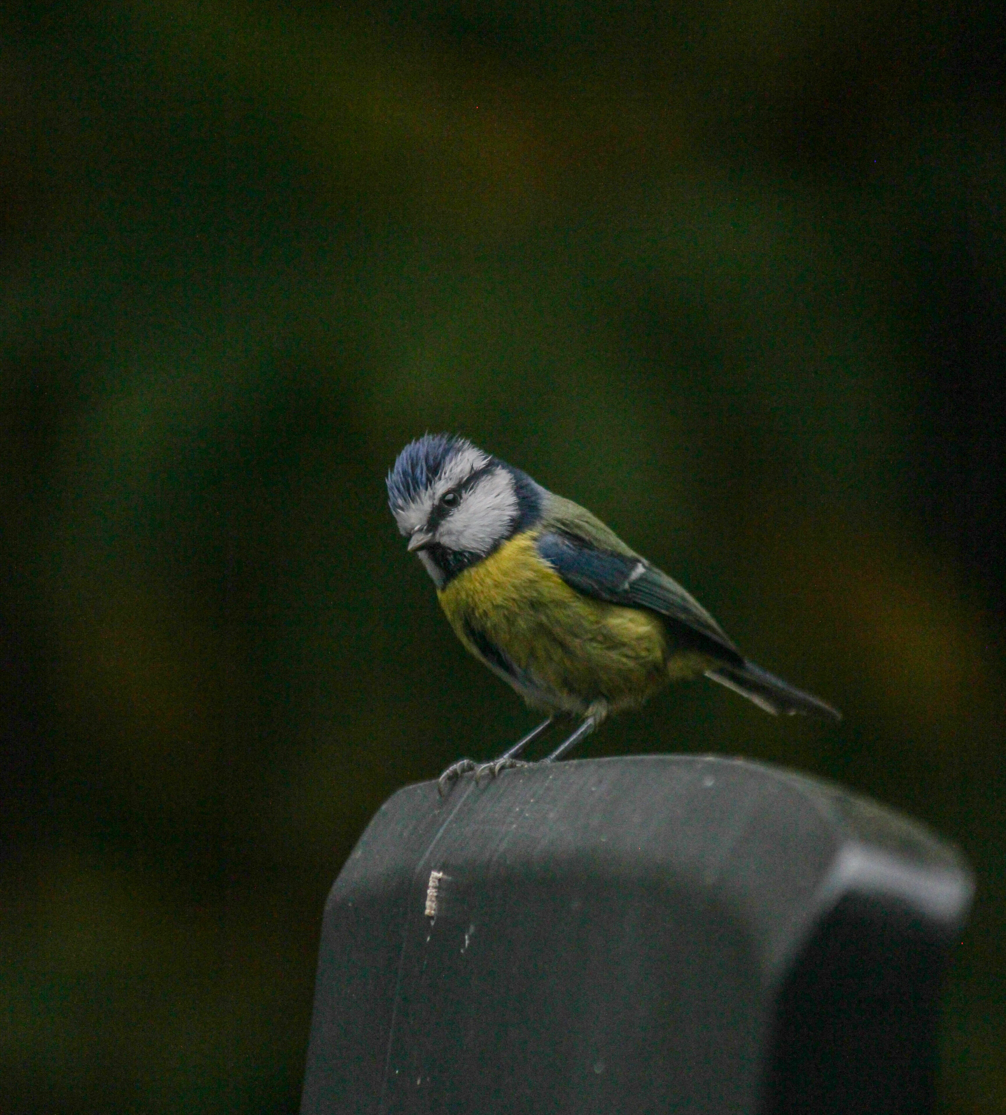 Charming Blue Tit in Contemplation