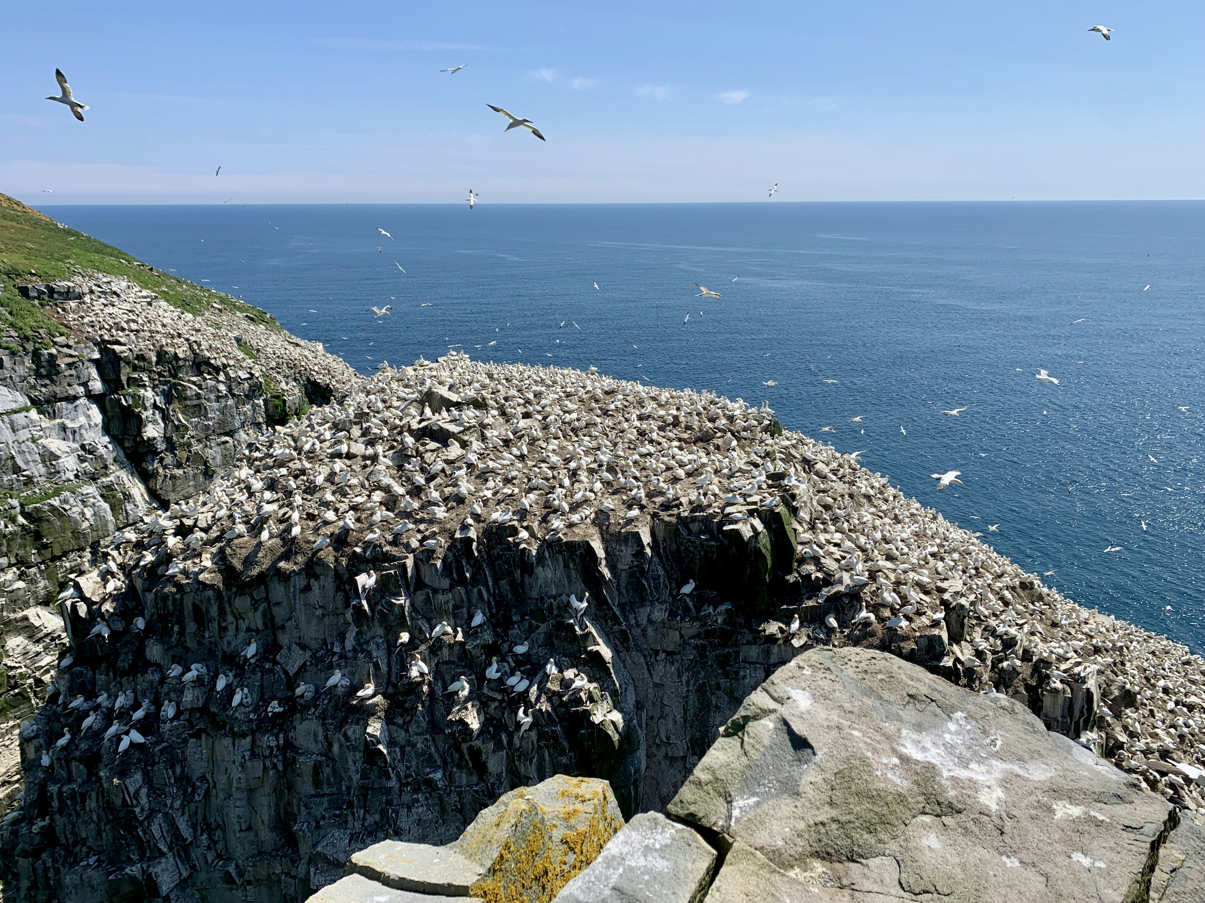 A rocky cliff teeming with gannets, their white bodies contrasting against the blue sea and sky, while seabirds soar above. 