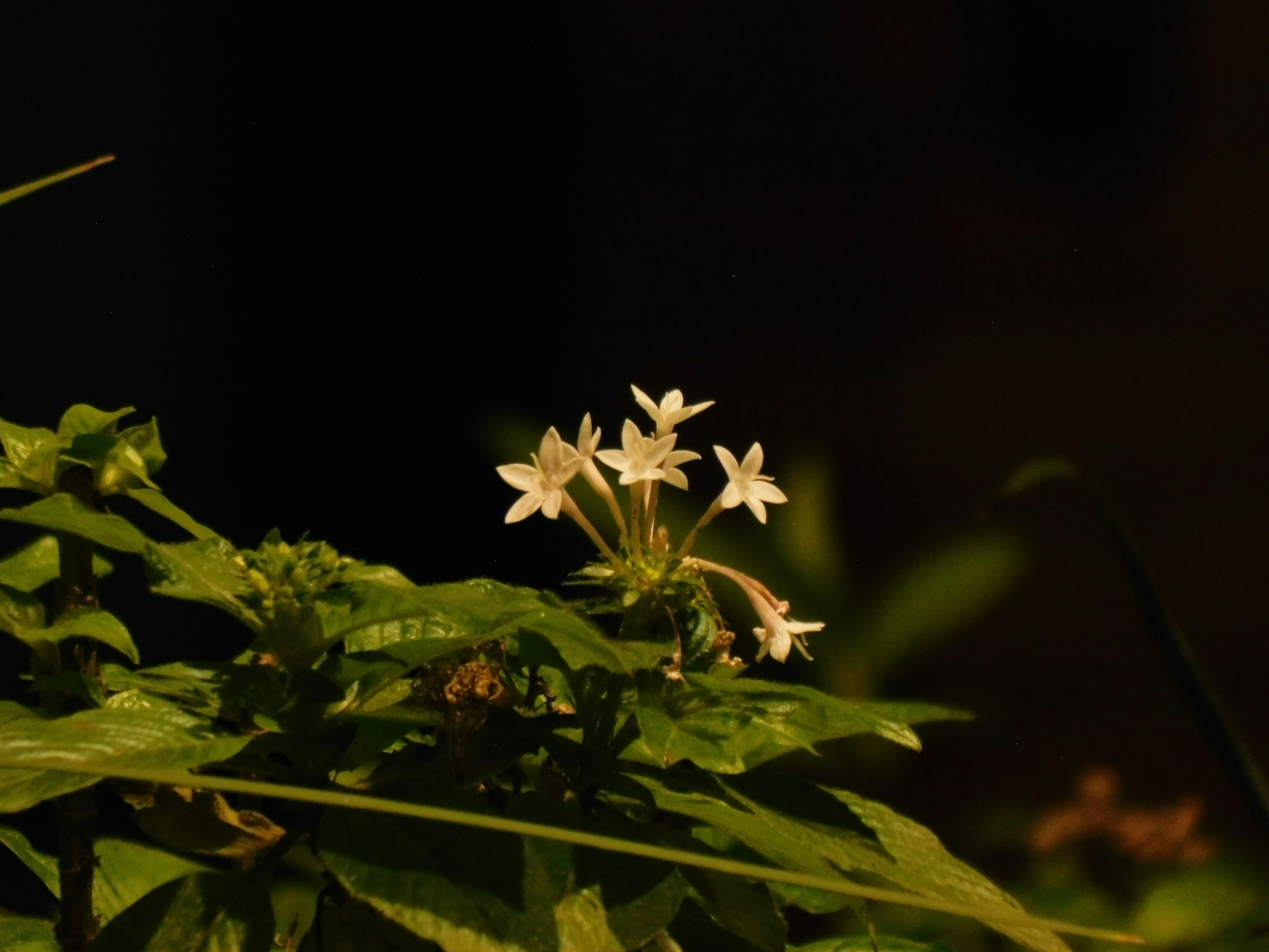 Whispers of Night: A Floral Encounter