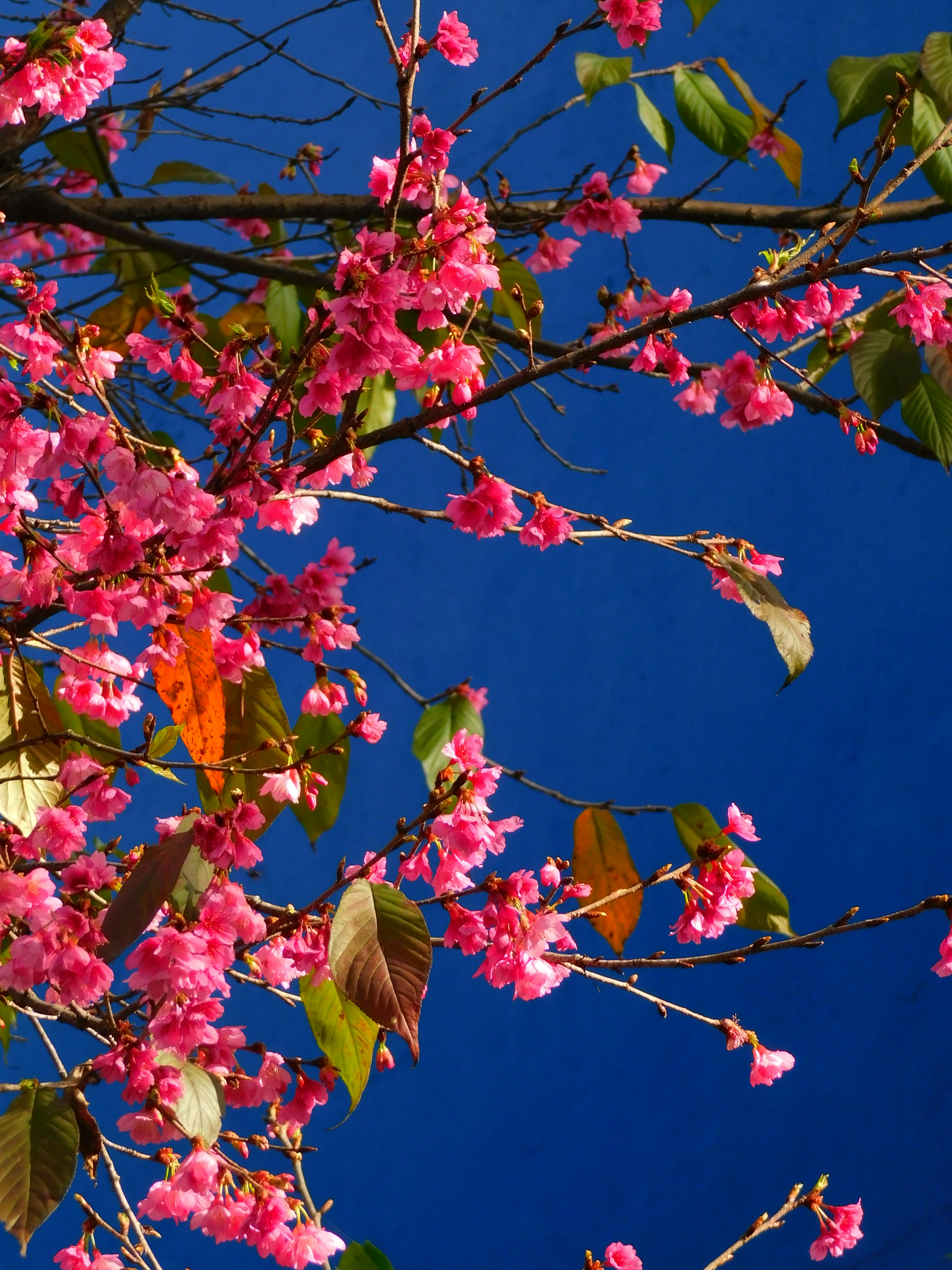 Blossoms Against the Azure Canvas
