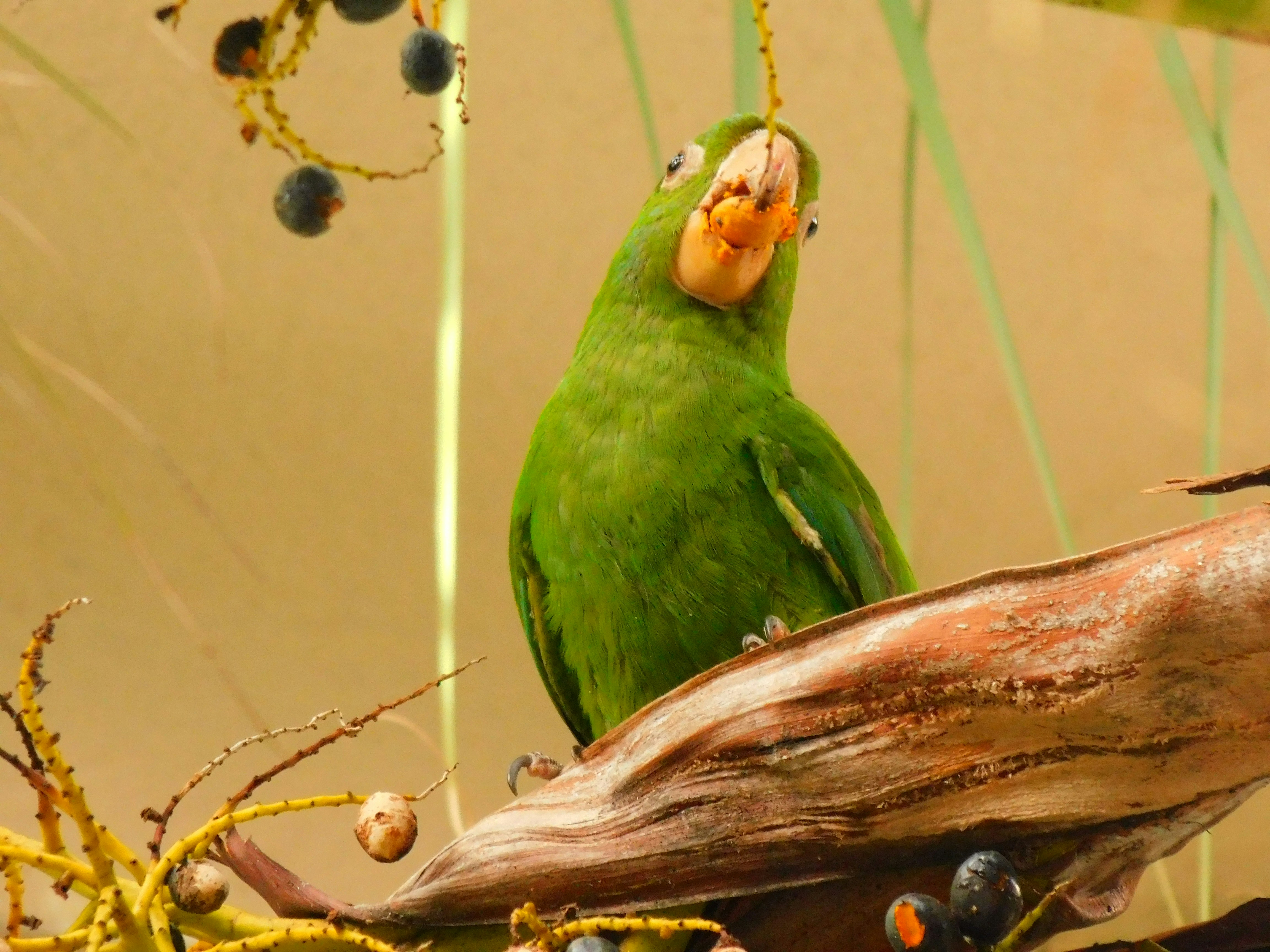 Emerald Curiosity: A Parrot's Delight