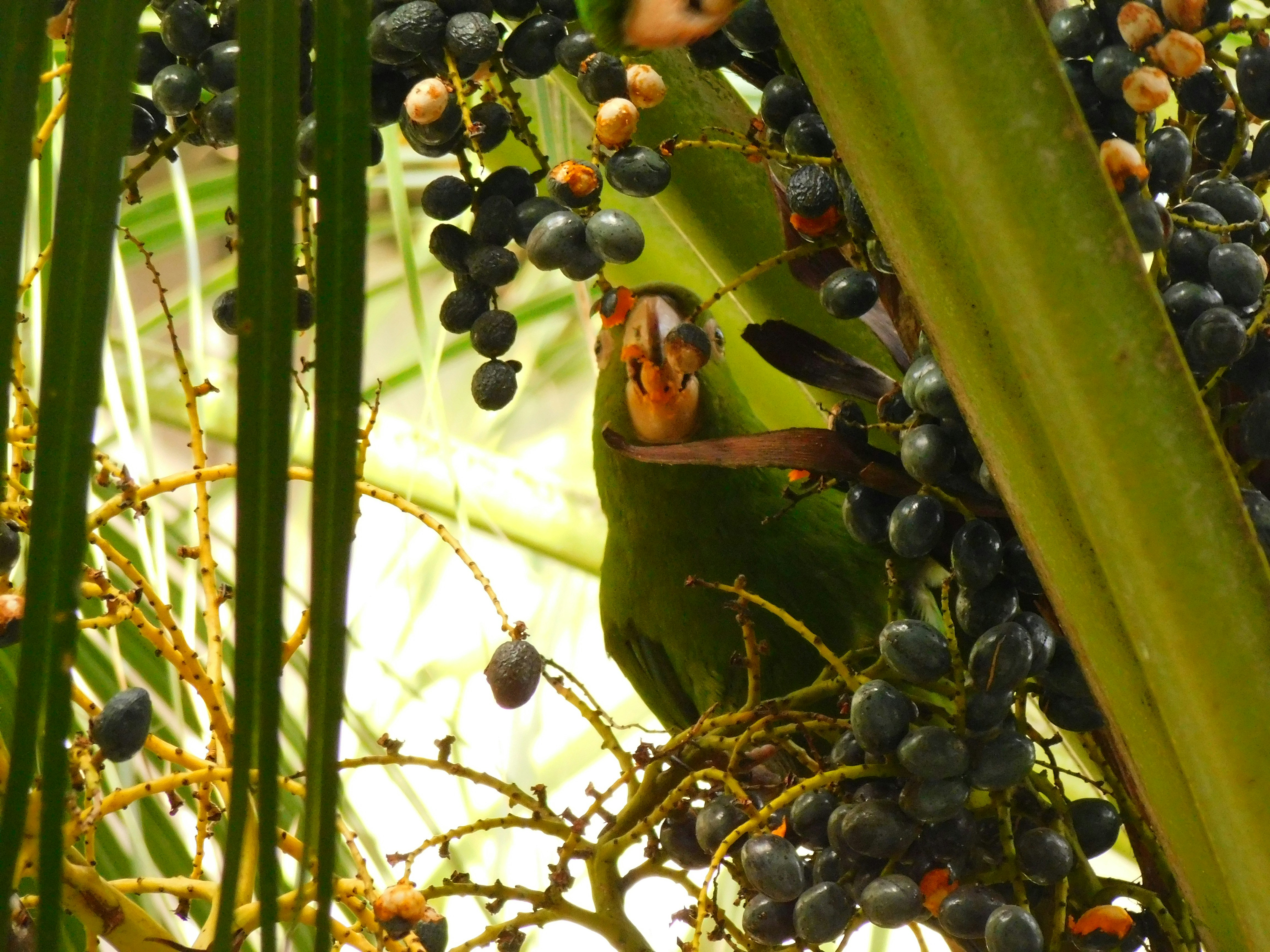 Verdant Stowaway Among Midnight Berries