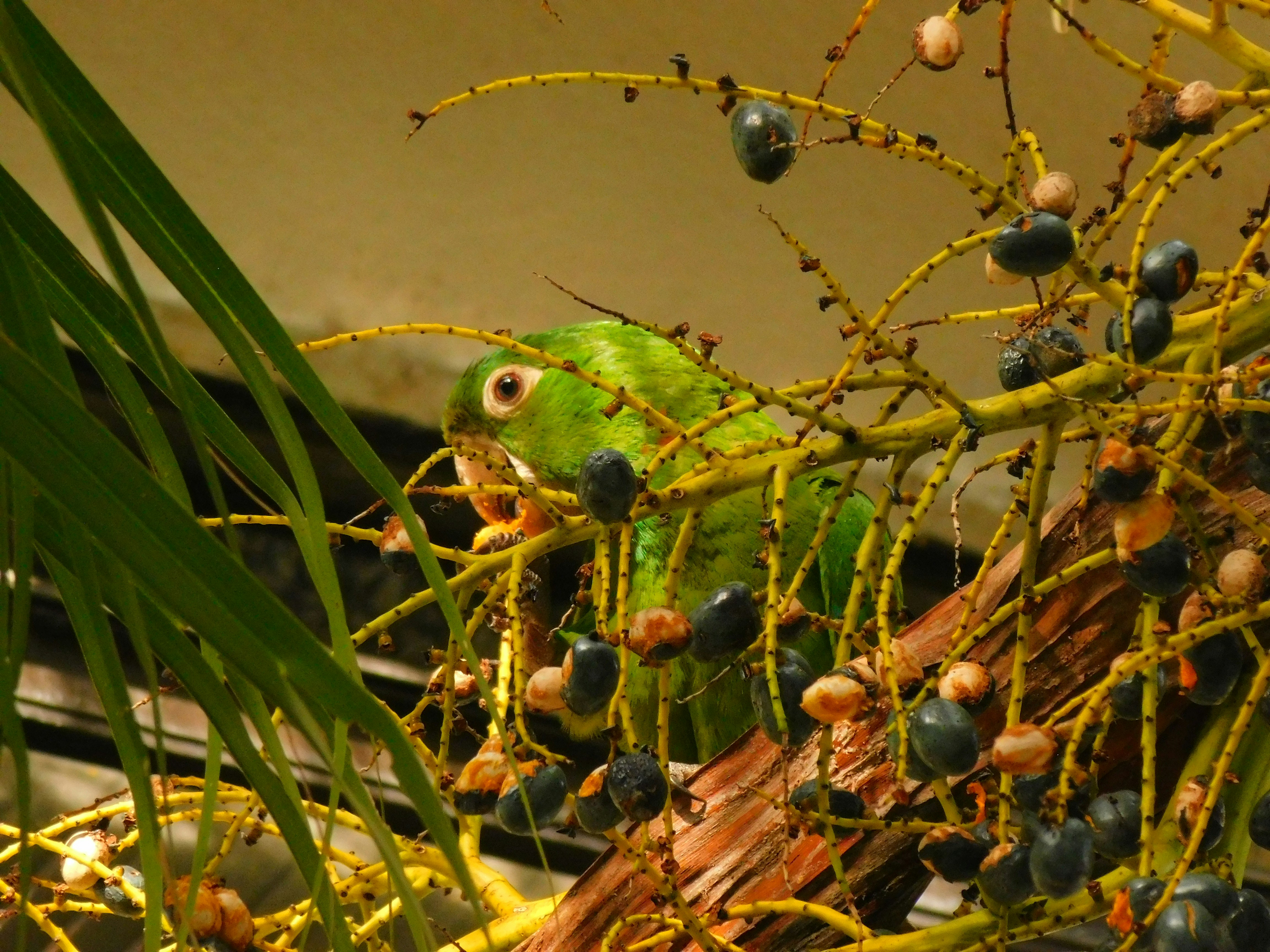 Emerald Enigma Among the Foliage