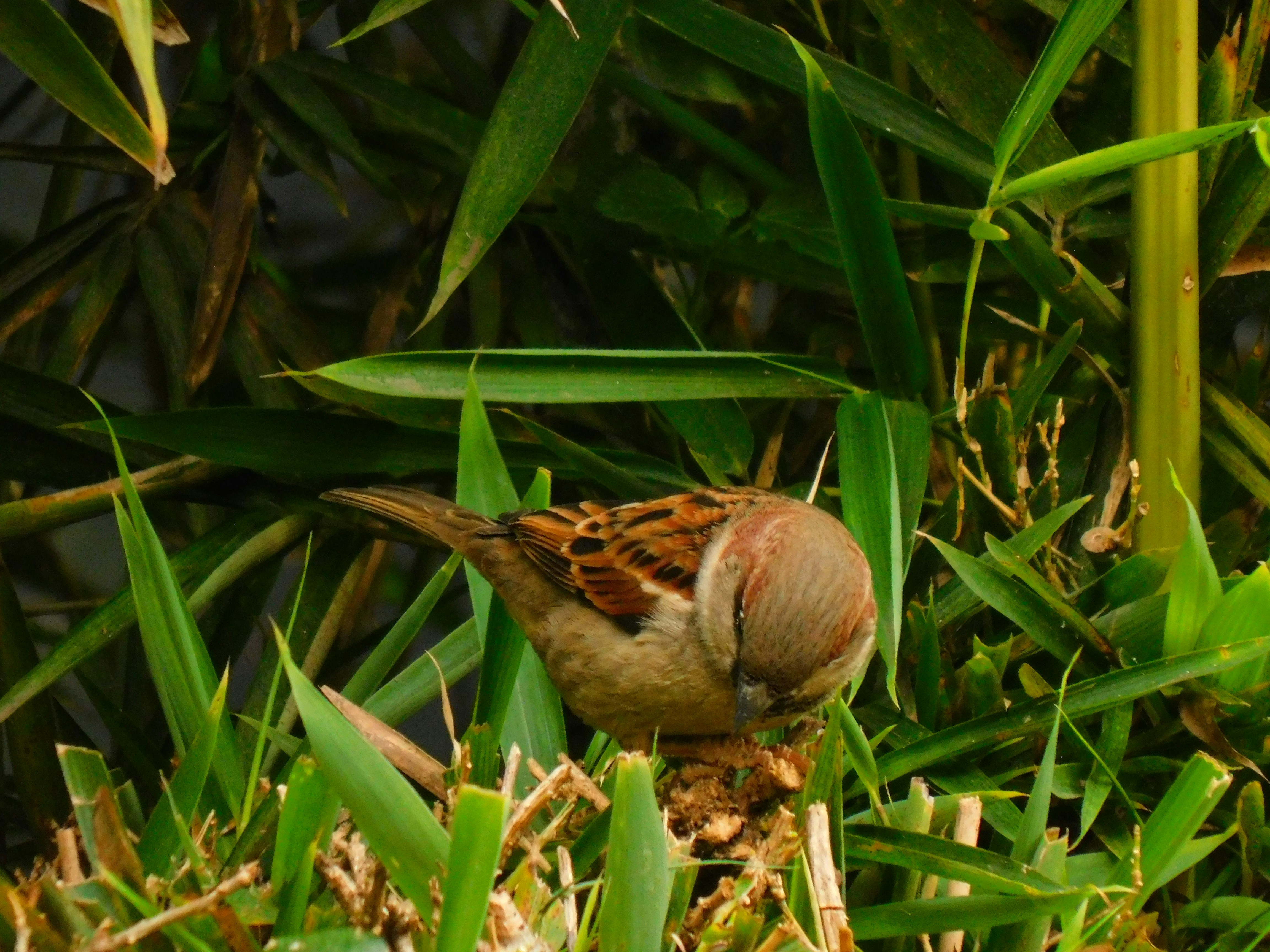 Nature's Forager: A Sparrow's Moment