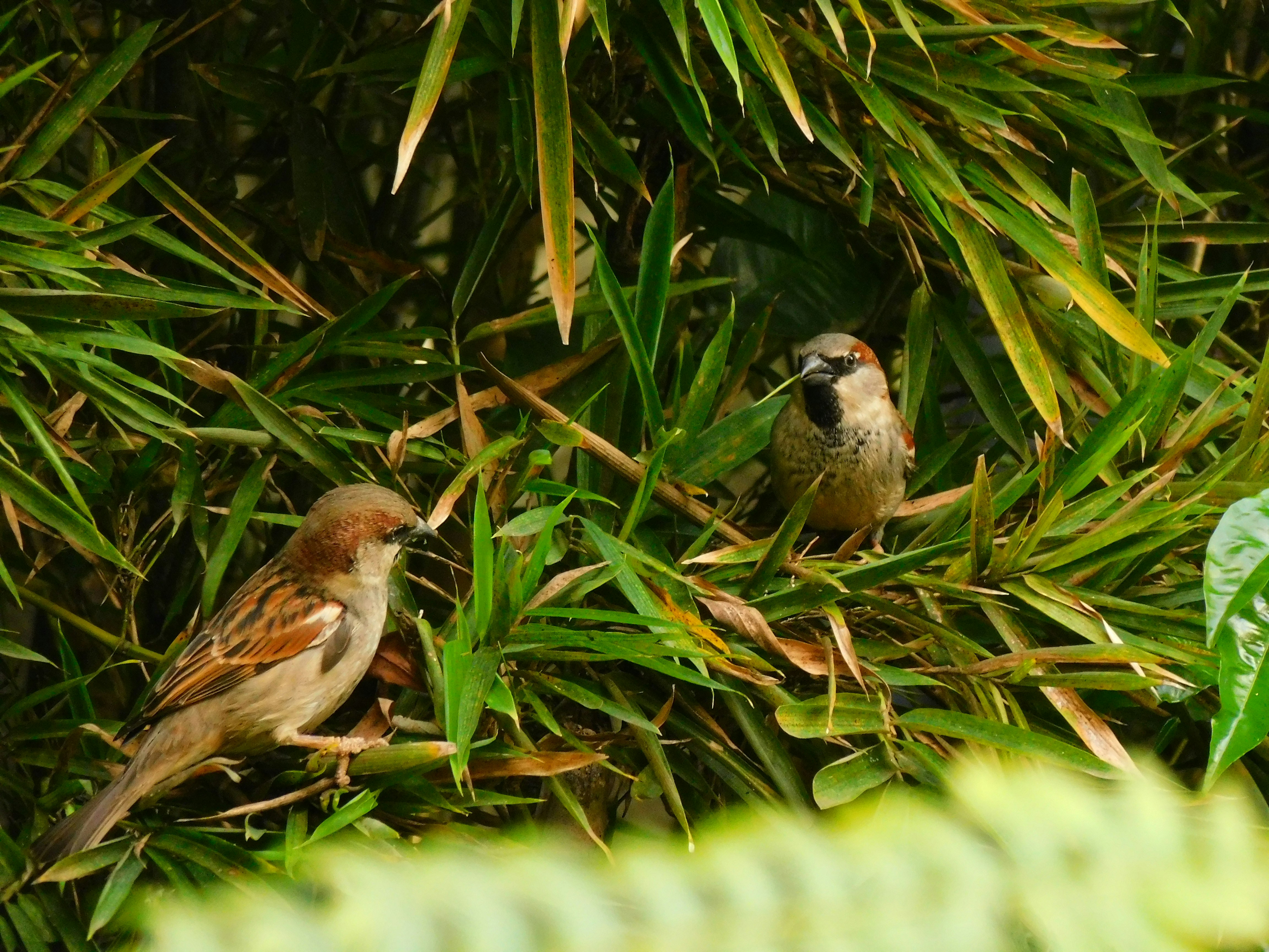 Whispers Among the Leaves: A Sparrow's Dialogue