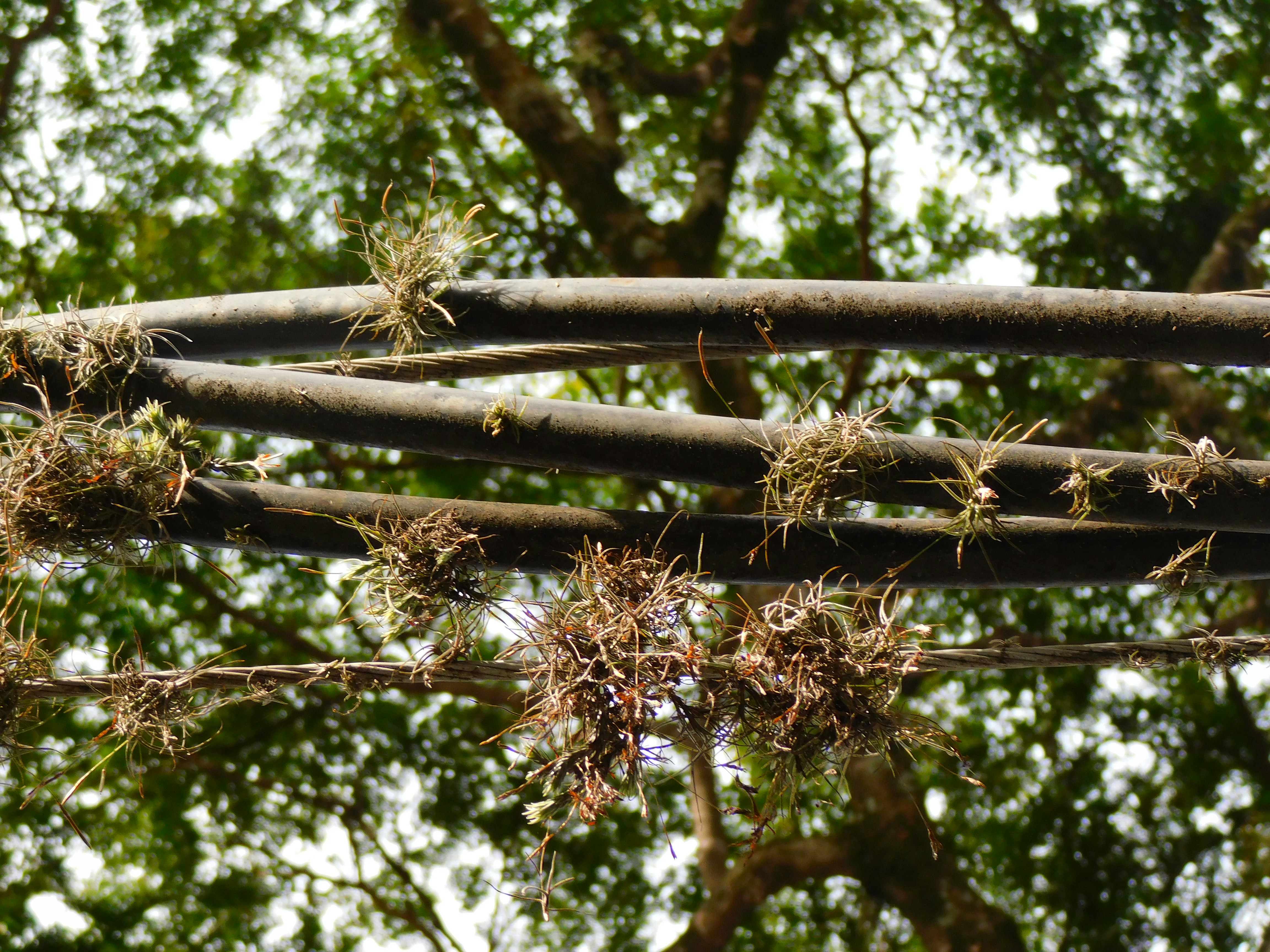 Nature's Intrusion: The Untamed Overgrowth