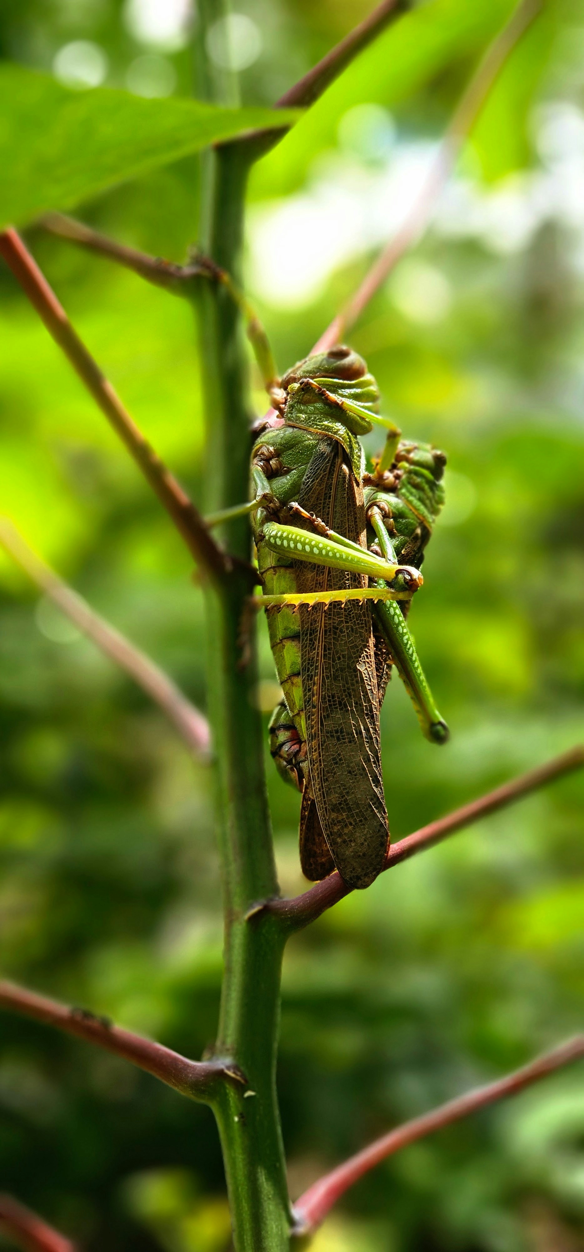 Mating season | Green grasshopper clinging to a plant stem