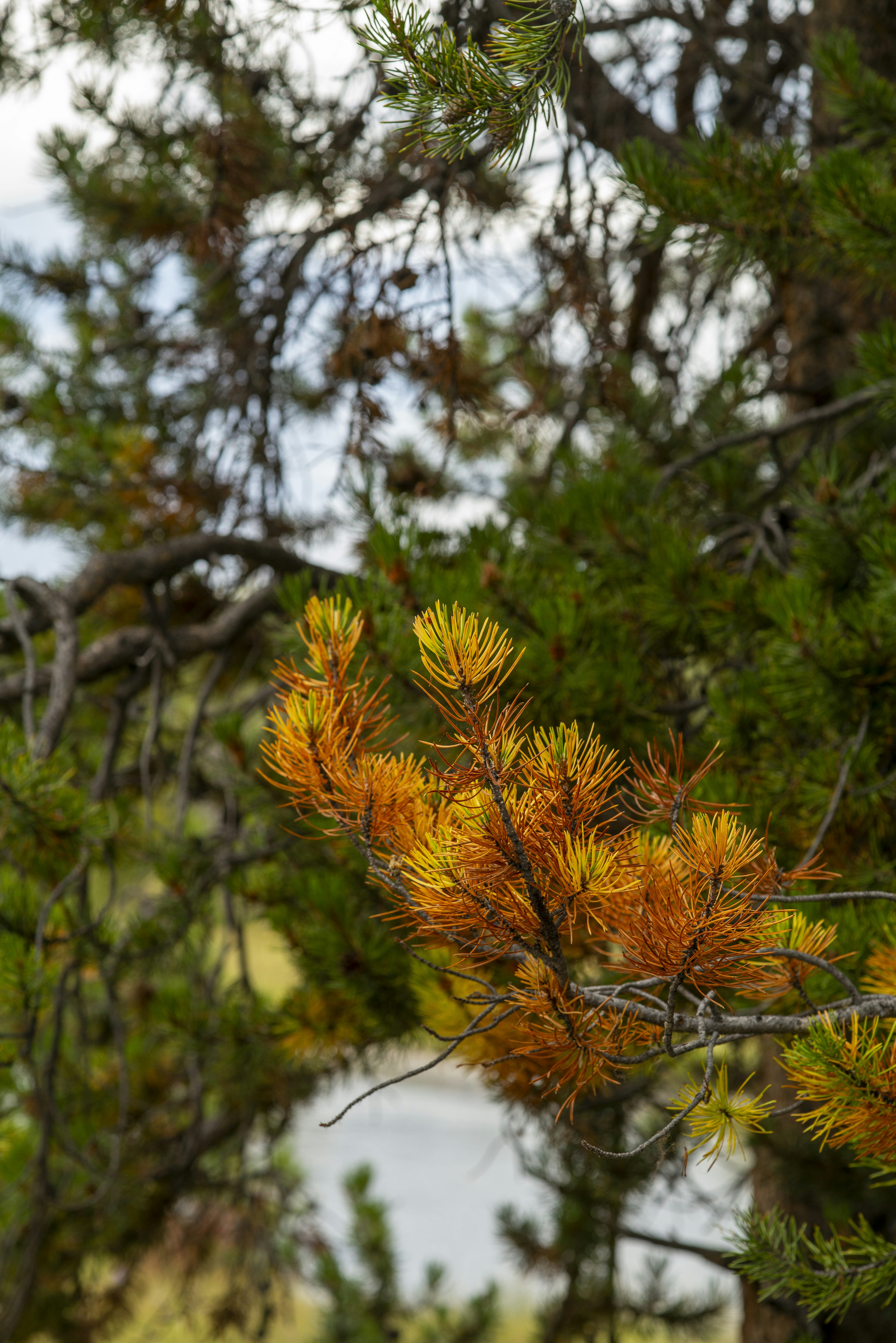Copper Pine Needles in Autumn Light: A Close-Up Study