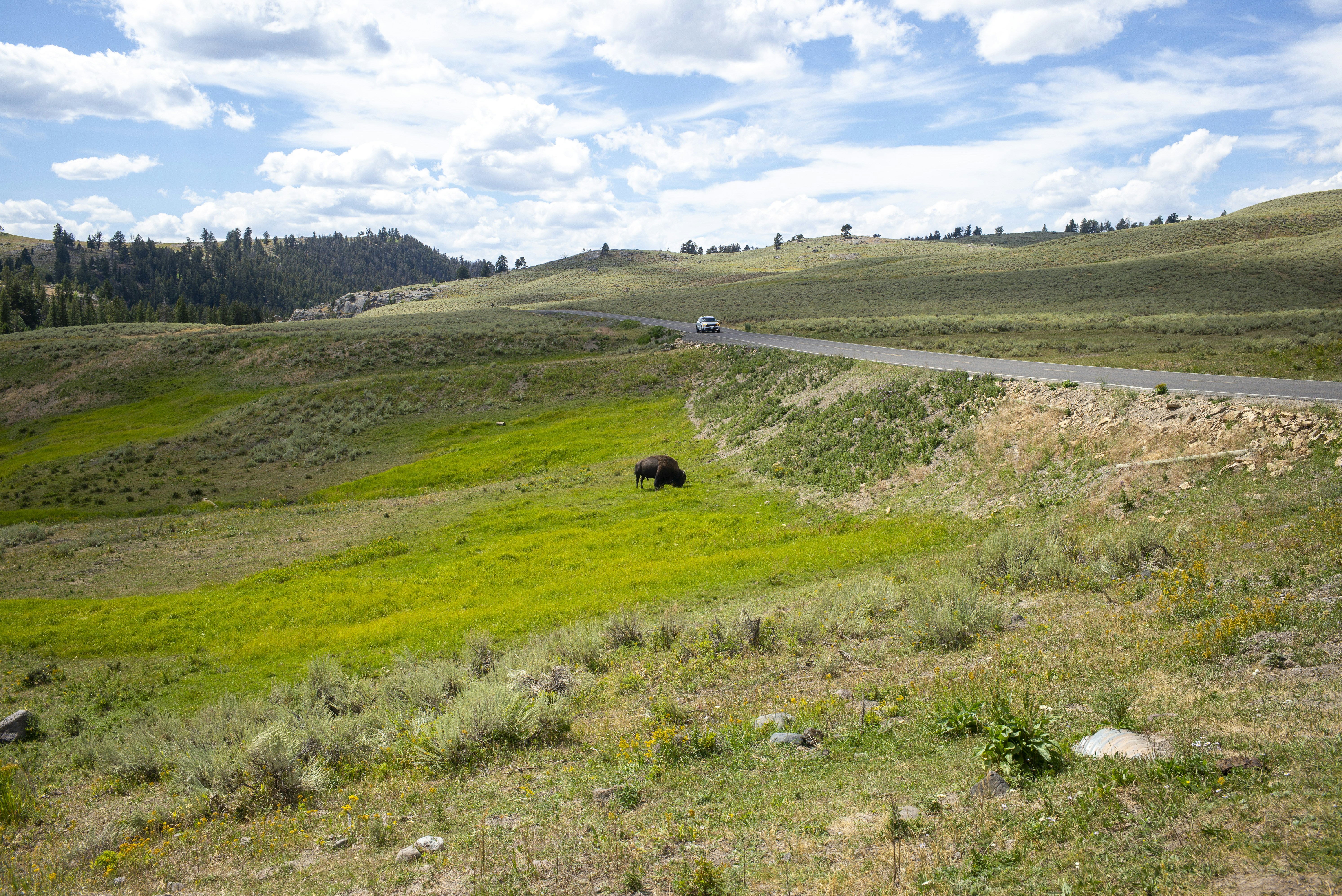 A solitary bison grazes in a lush green meadow under a bright sky, with a winding road in the background. The scene captures the tranquility of nature.