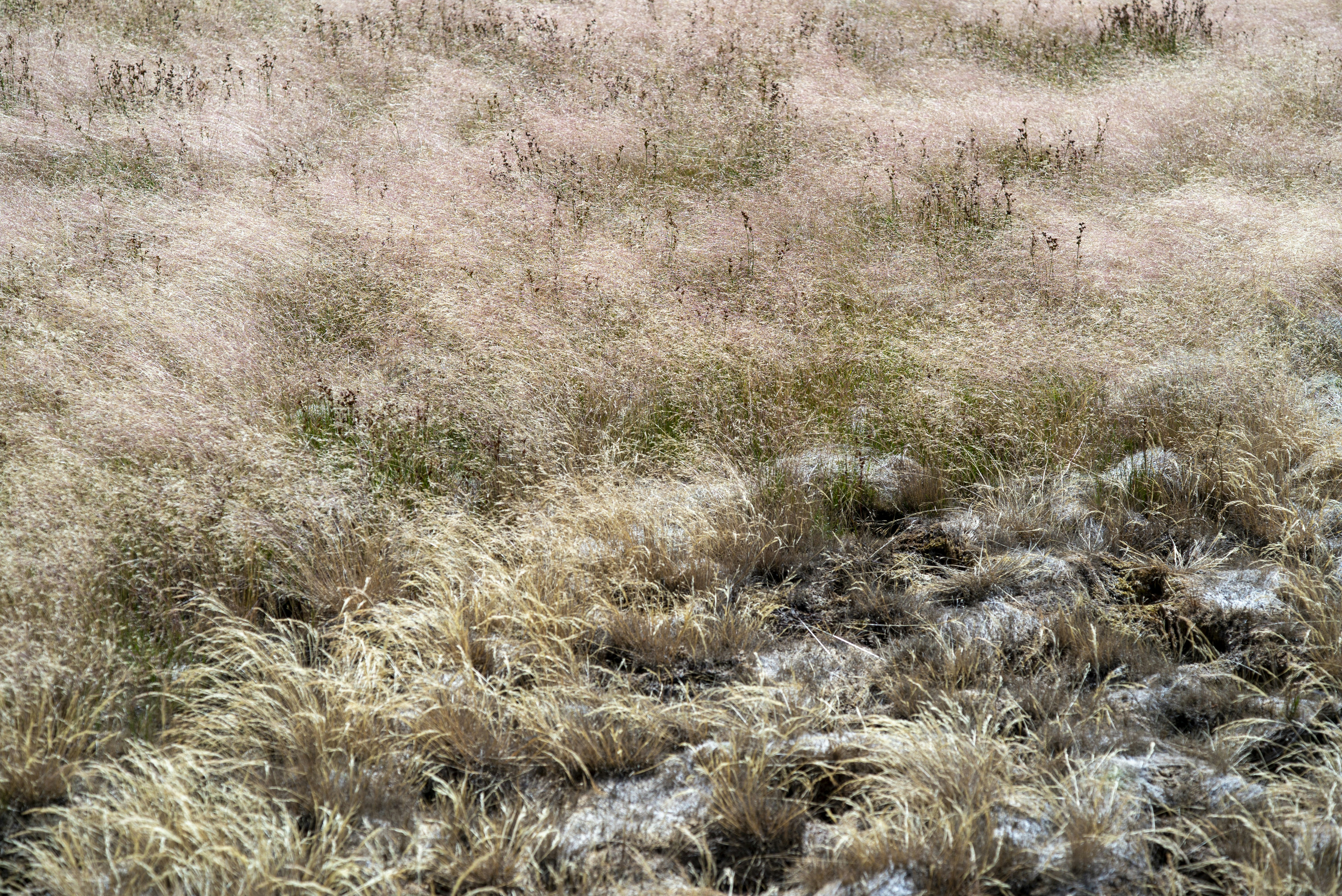 Frost-Laced Meadow: Quiet Textures in Winter Light