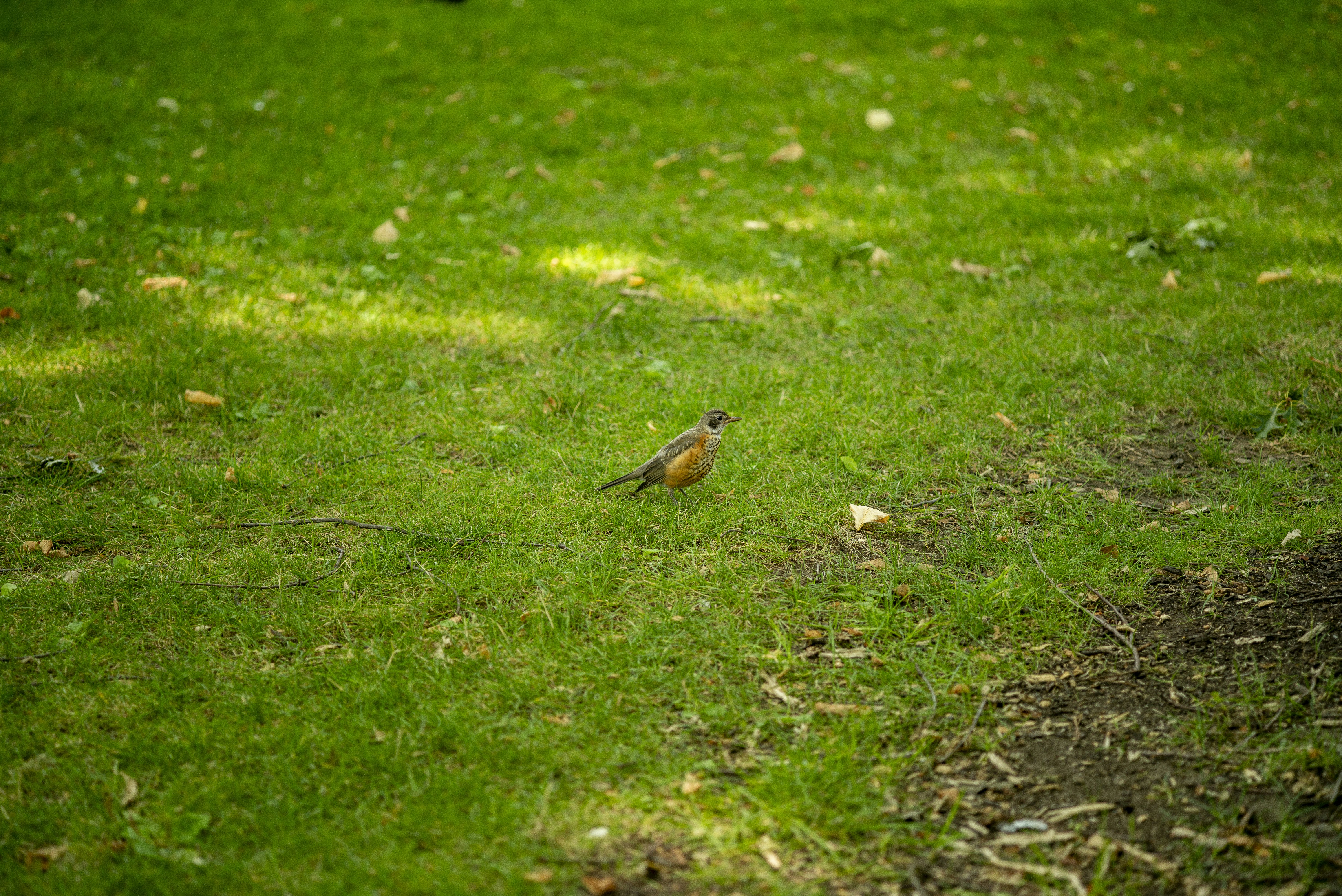 A small bird stands on a lush green lawn, surrounded by scattered leaves and dappled sunlight.