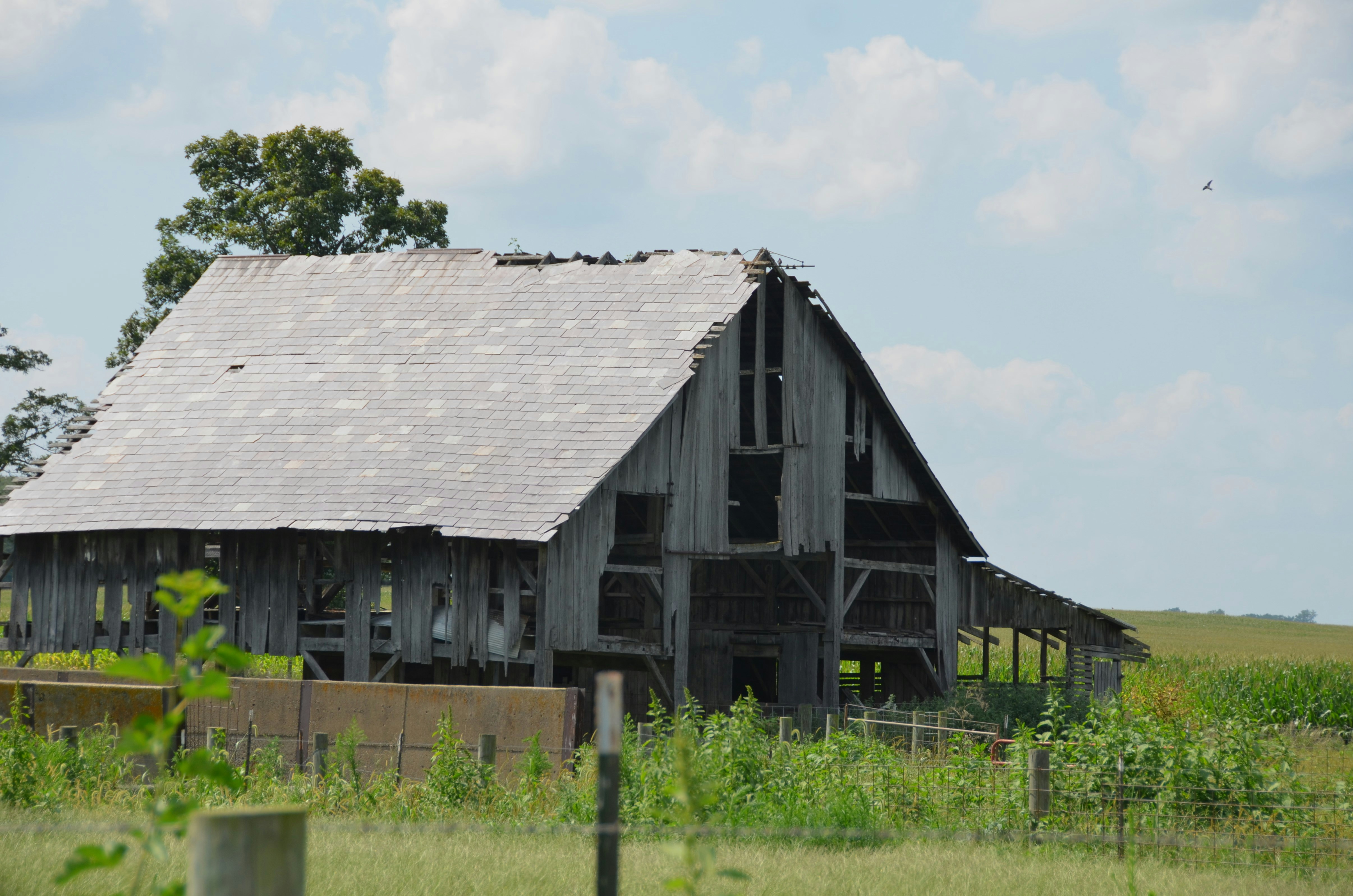 A dilapidated barn stands resilient in a lush green field, showcasing its weathered wood and missing shingles under a bright blue sky.