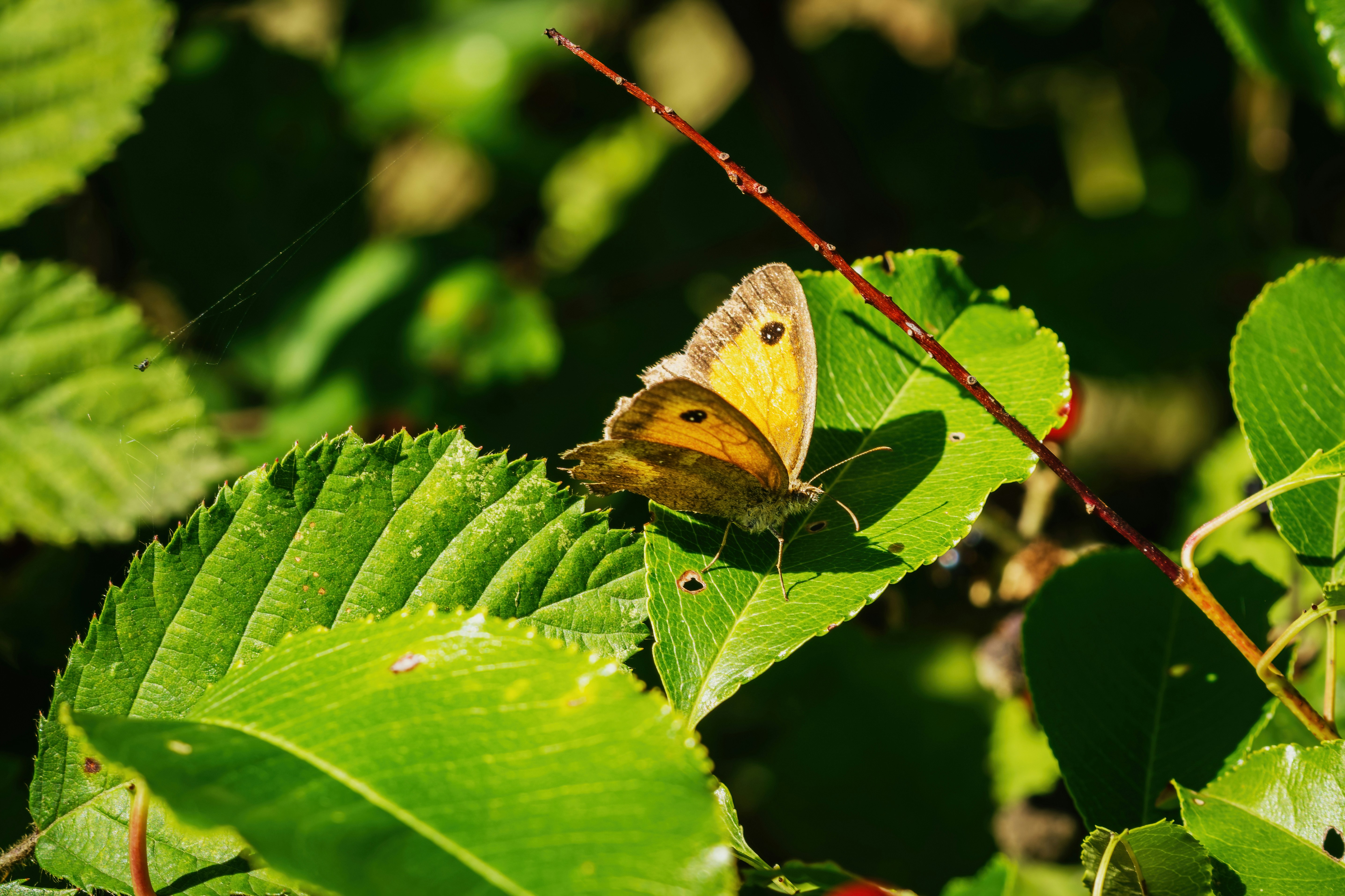 A yellow butterfly rests on green leaves.