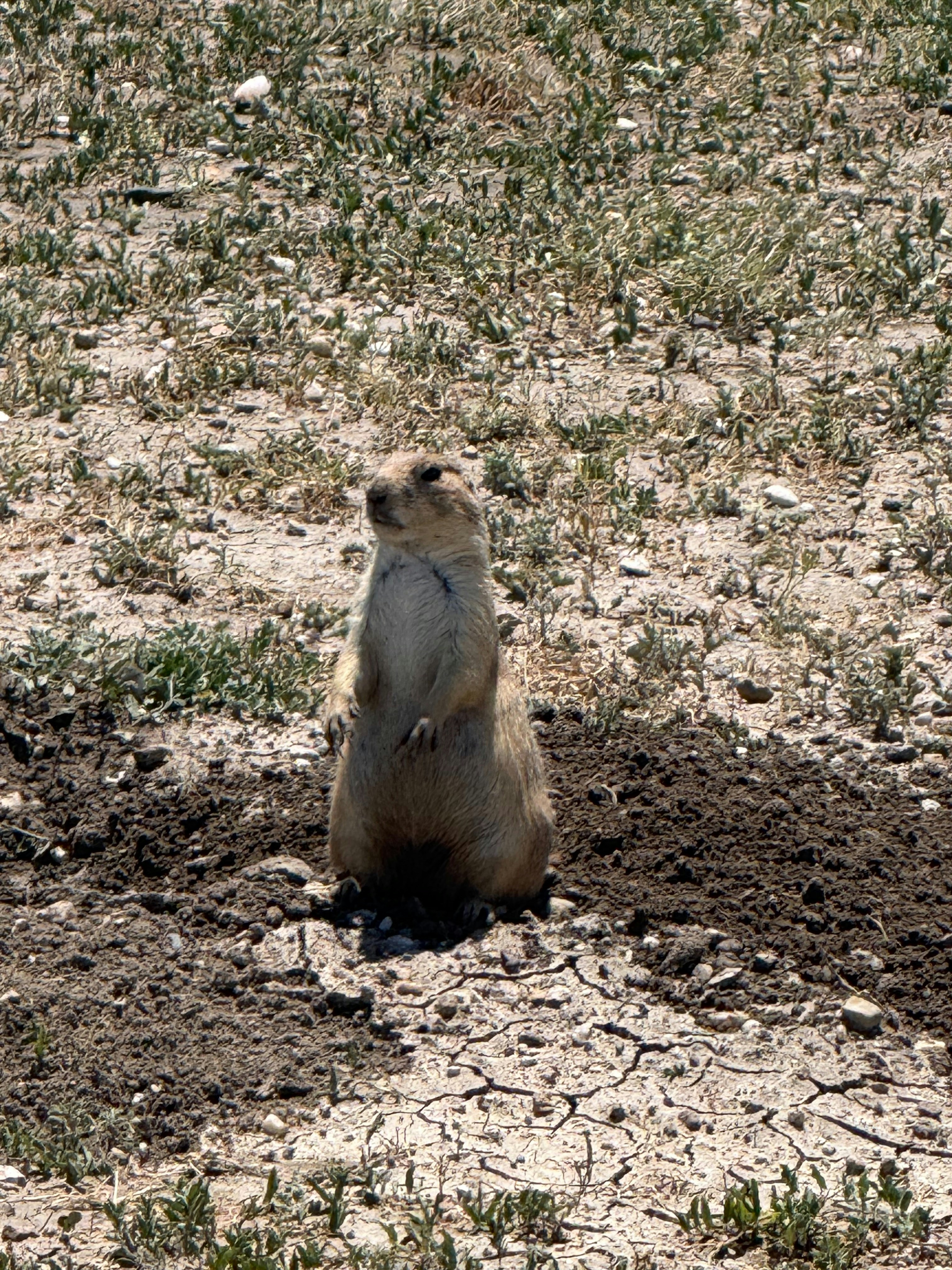 The Watchful Sentinel of the Prairie
