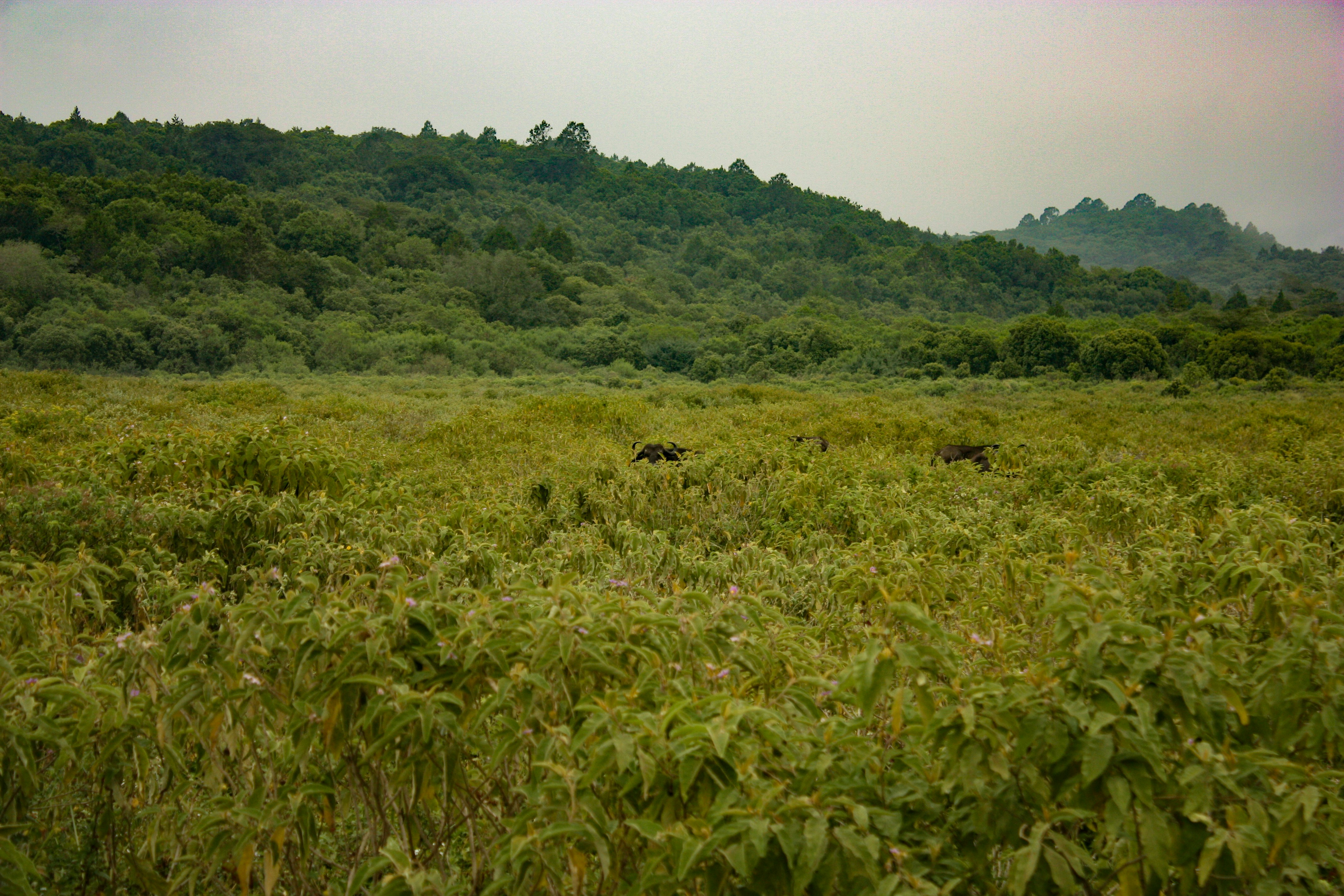Lush green field with rolling hills in background